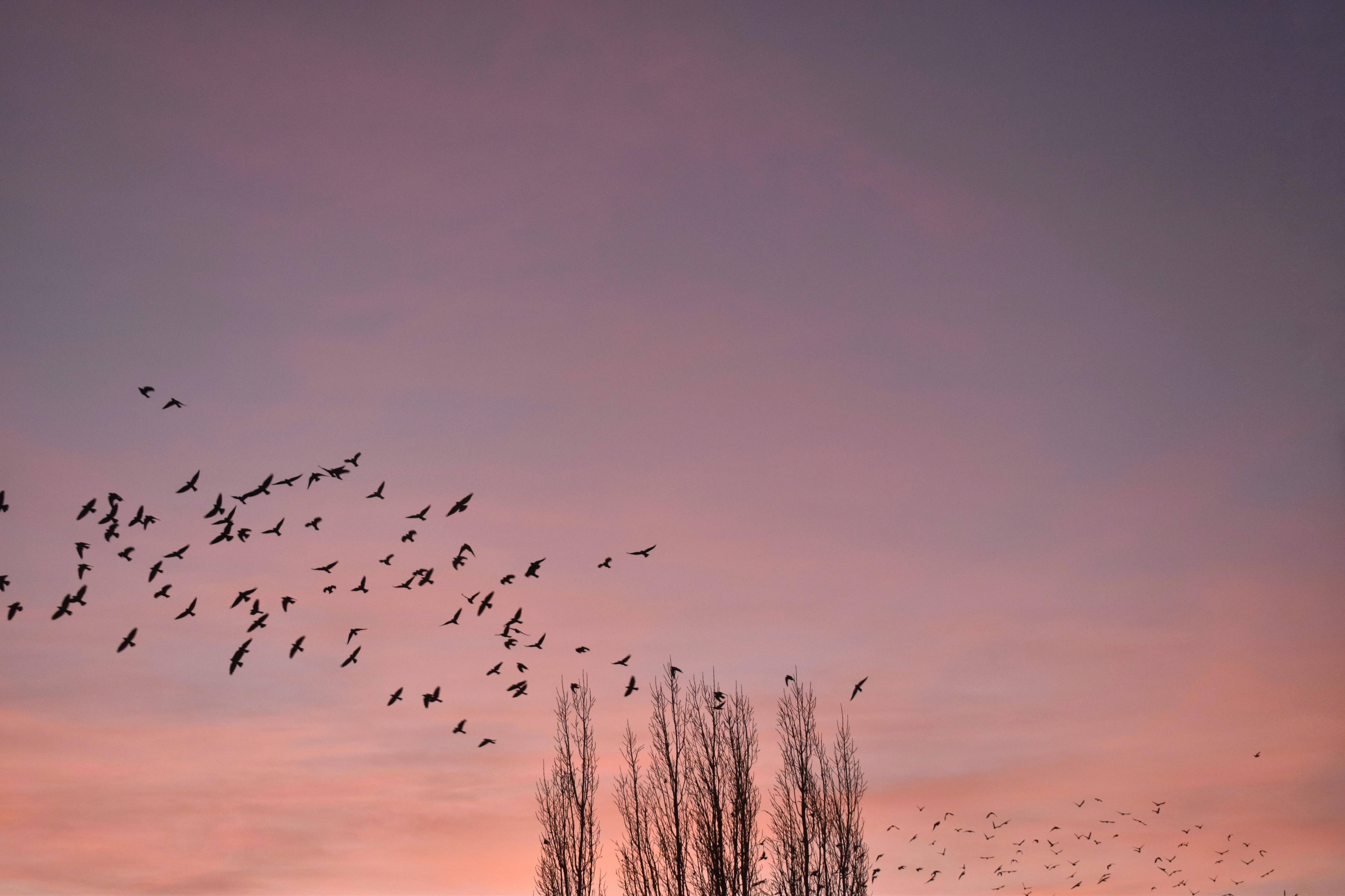 Flock Lift Photos, Download The BEST Free Flock Lift Stock Photos & HD ...