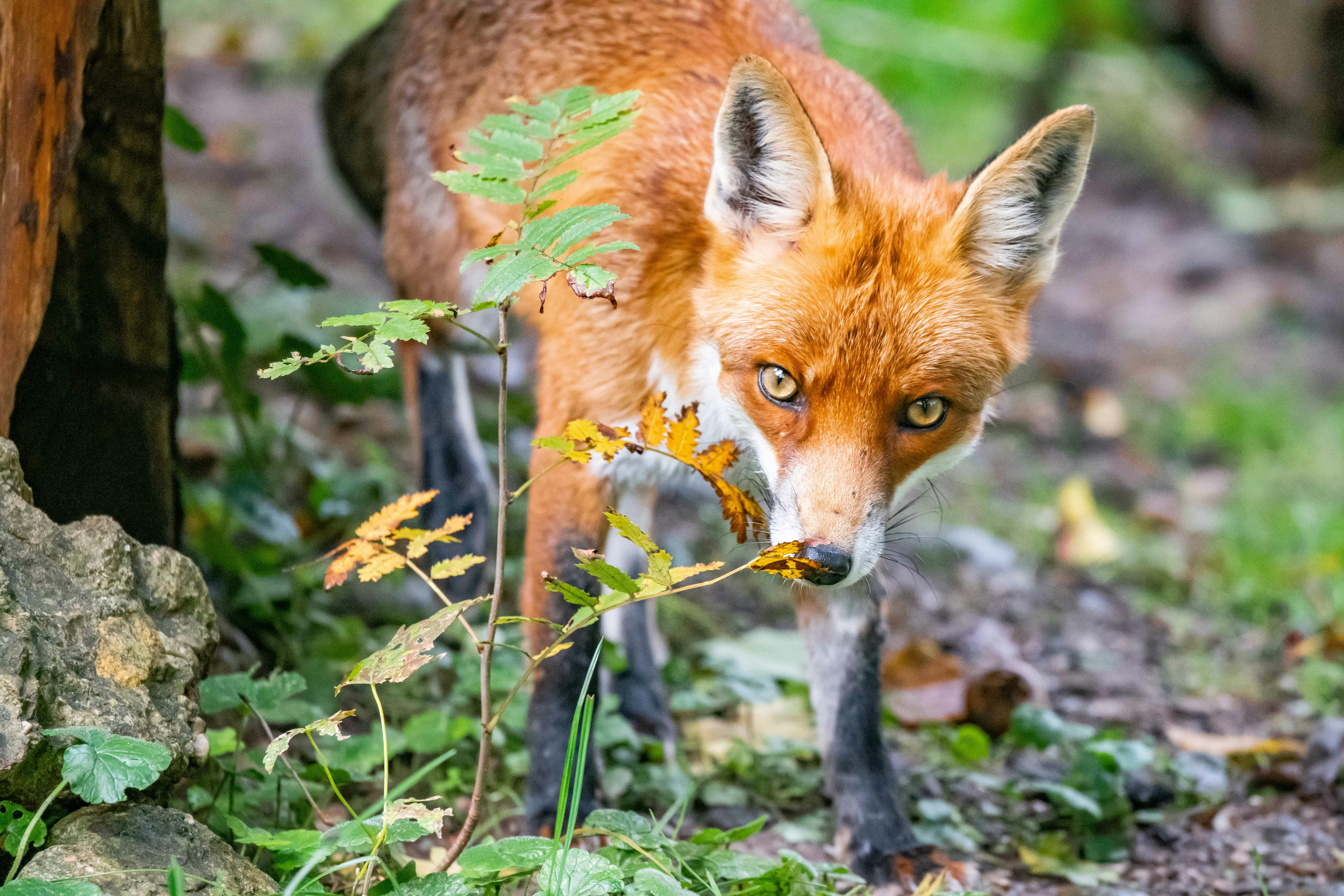 Close-up of Fox · Free Stock Photo