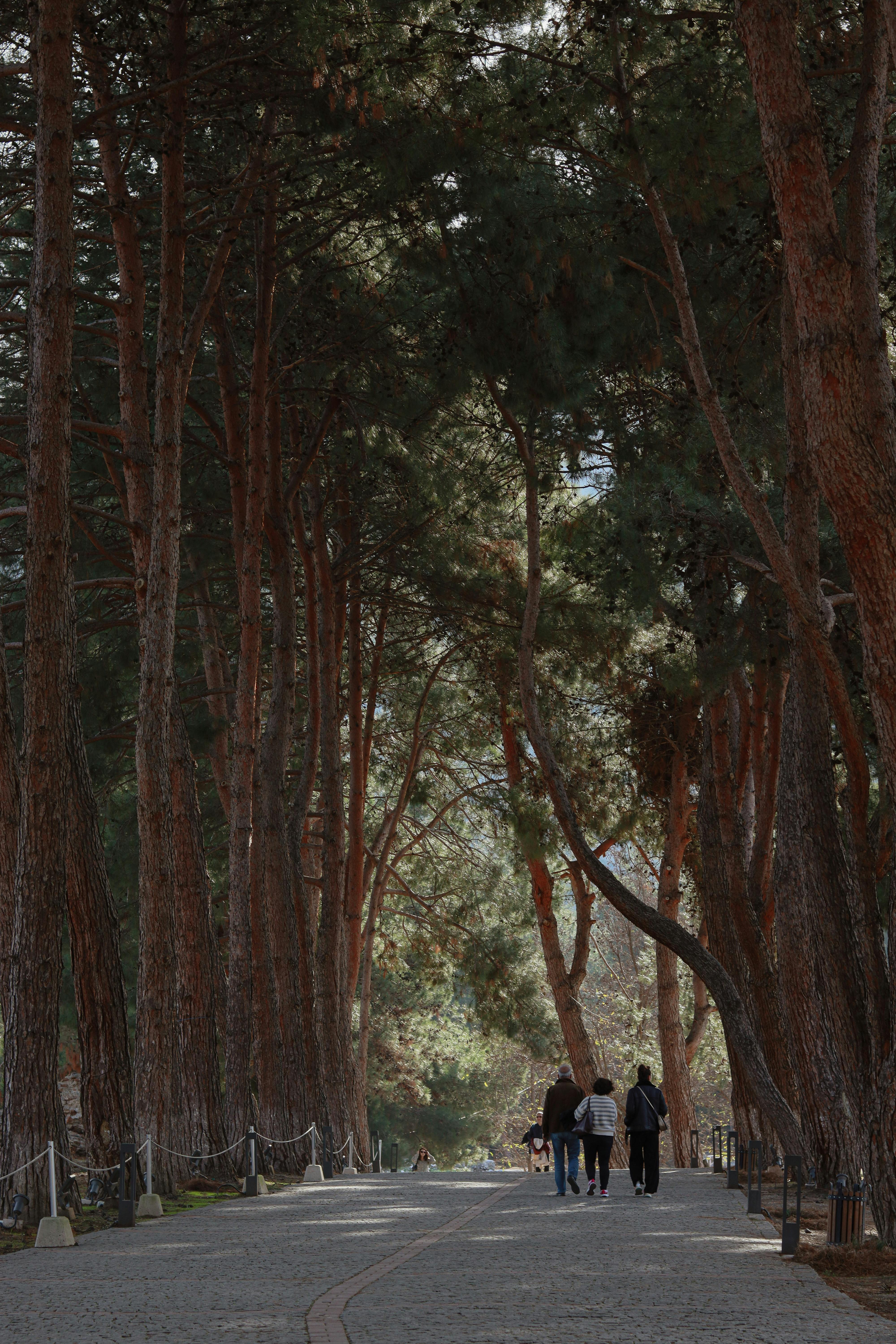 People walking down a path between two rows of pine trees · Free Stock ...