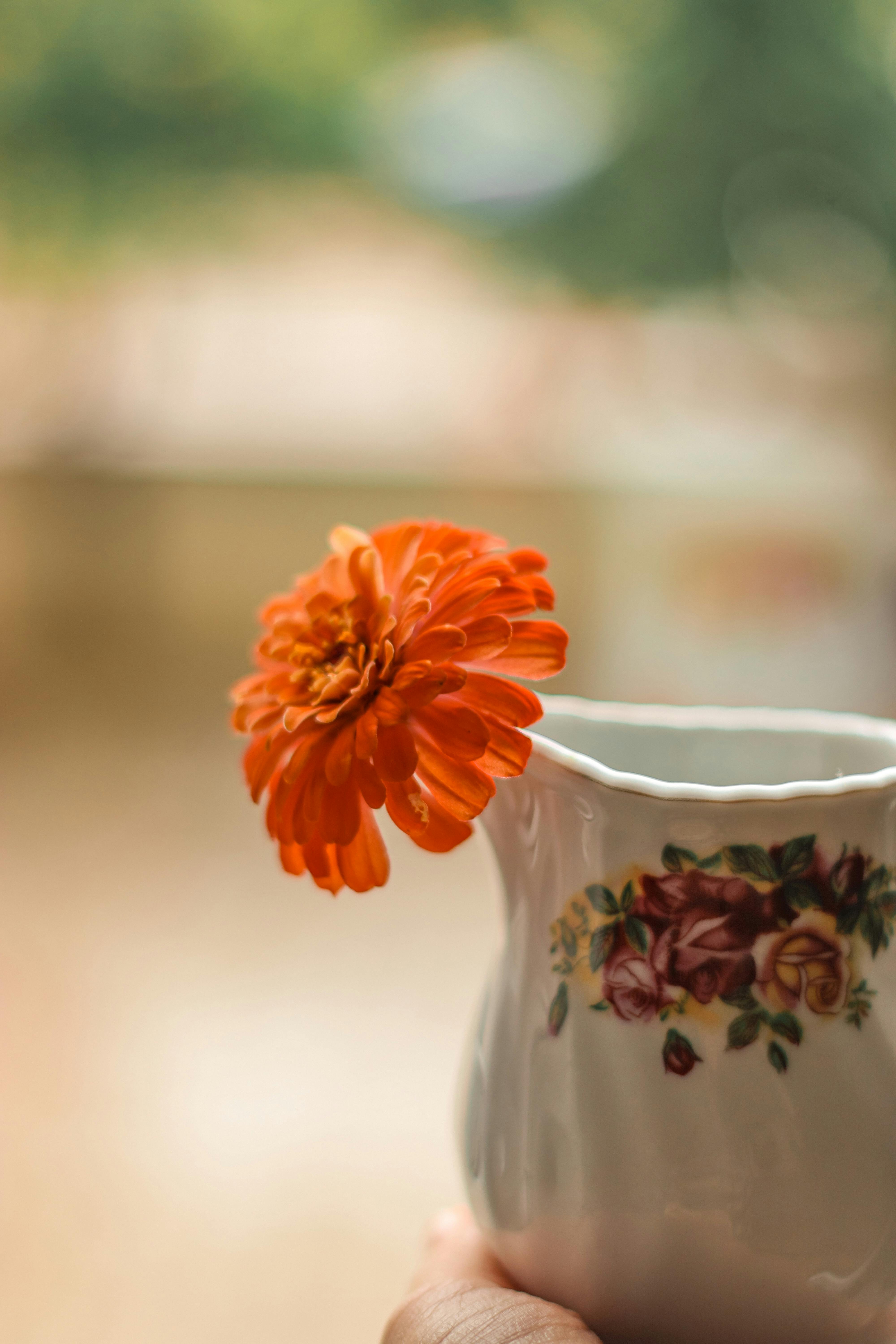 Orange Flower in Vase · Free Stock Photo
