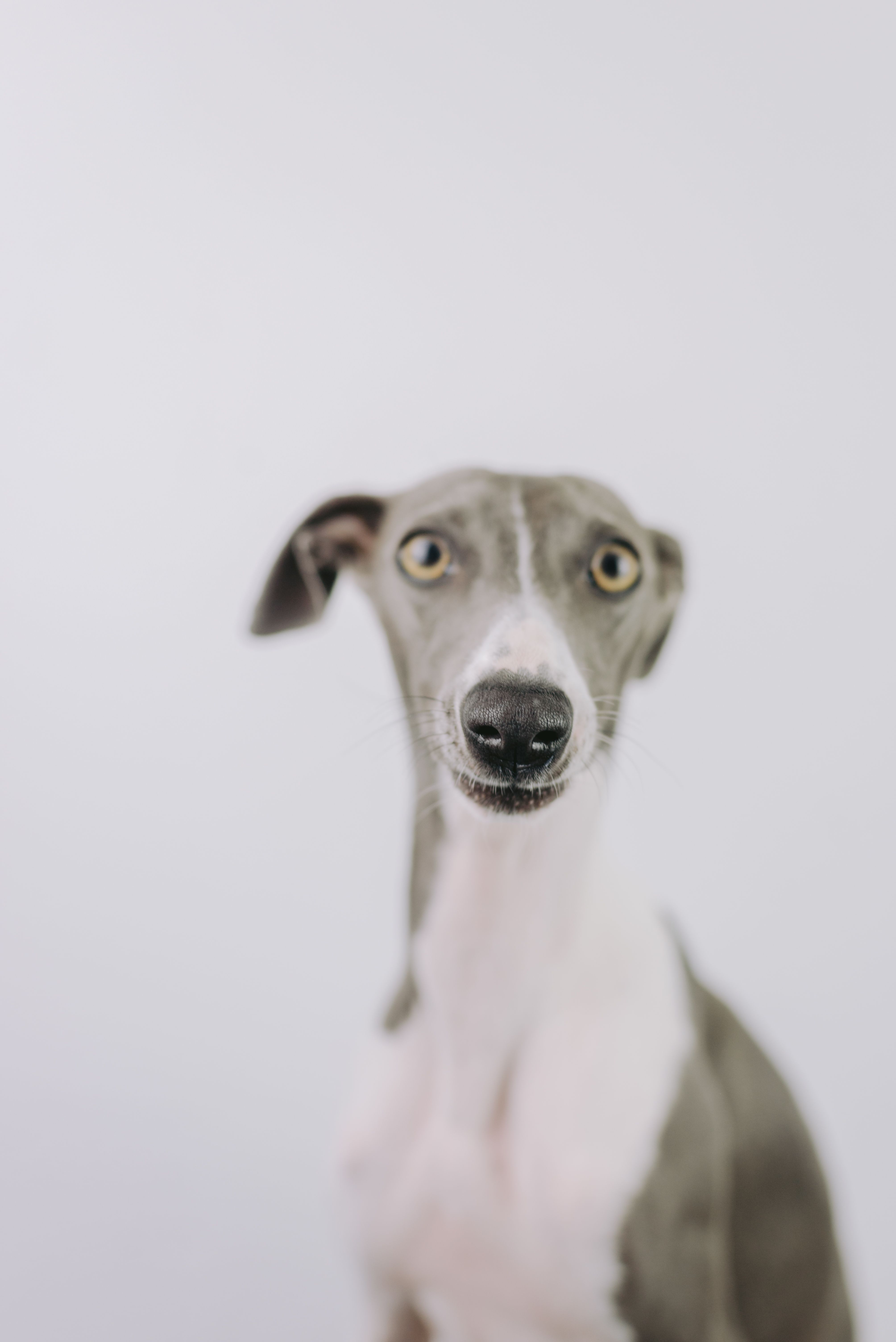Brown and White Azawakh Puppy Sitting on White Surface · Free Stock Photo