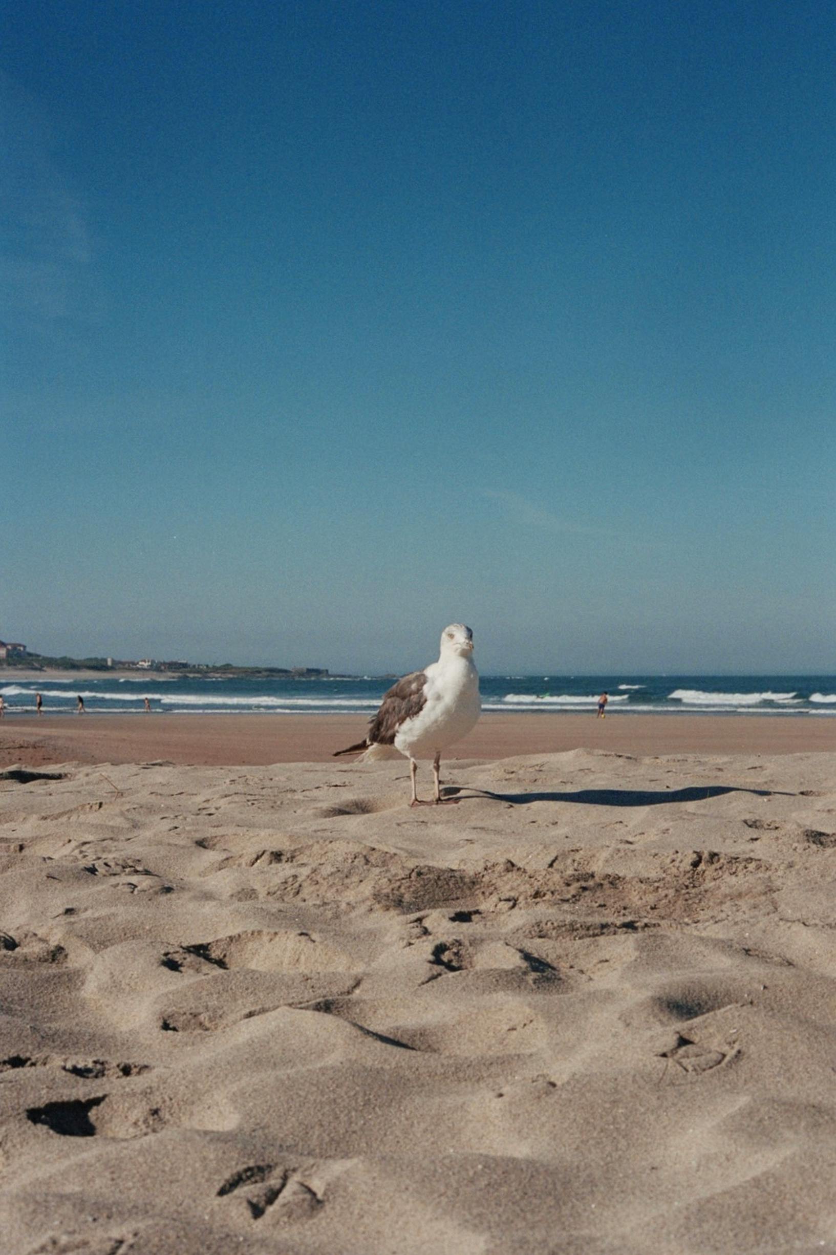 Seagull on Beach · Free Stock Photo