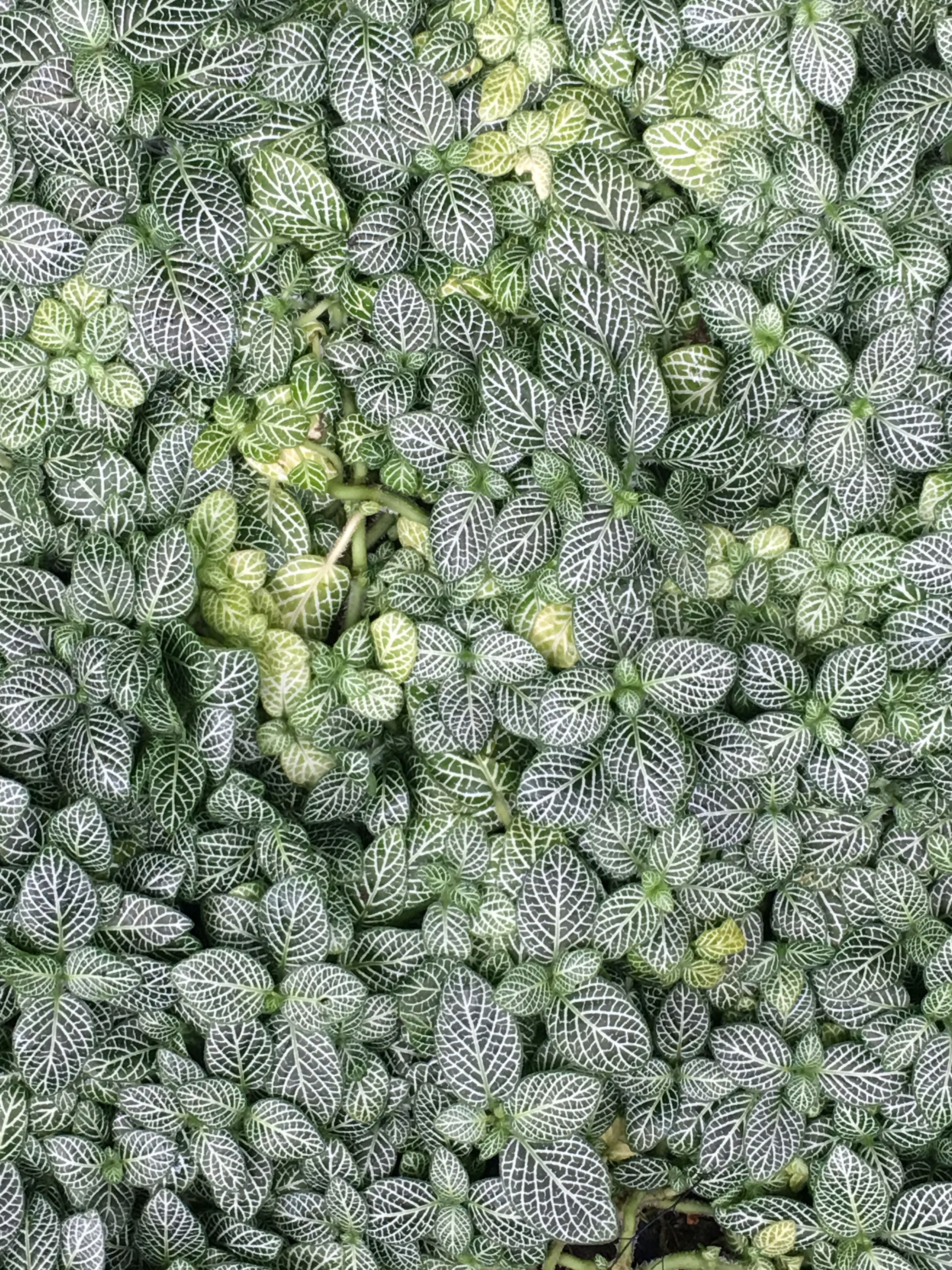 Green Plants with Variegated Leaves · Free Stock Photo