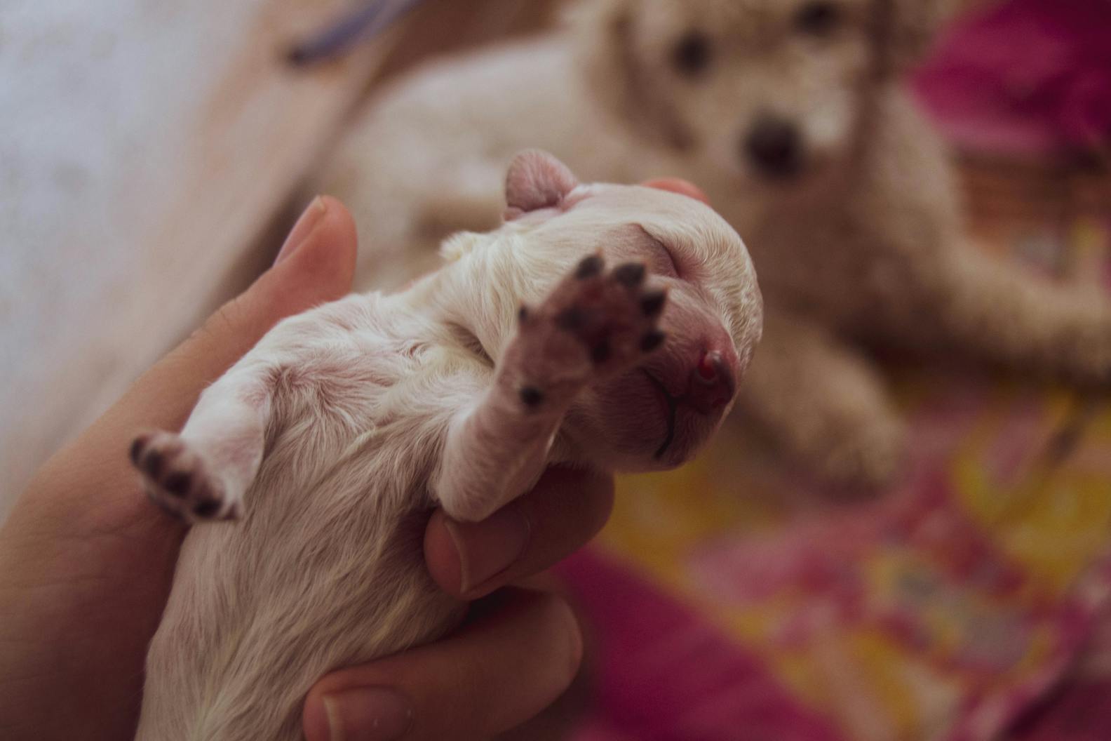 Baby Puppys: A Journey from Birth to Canine Maturity