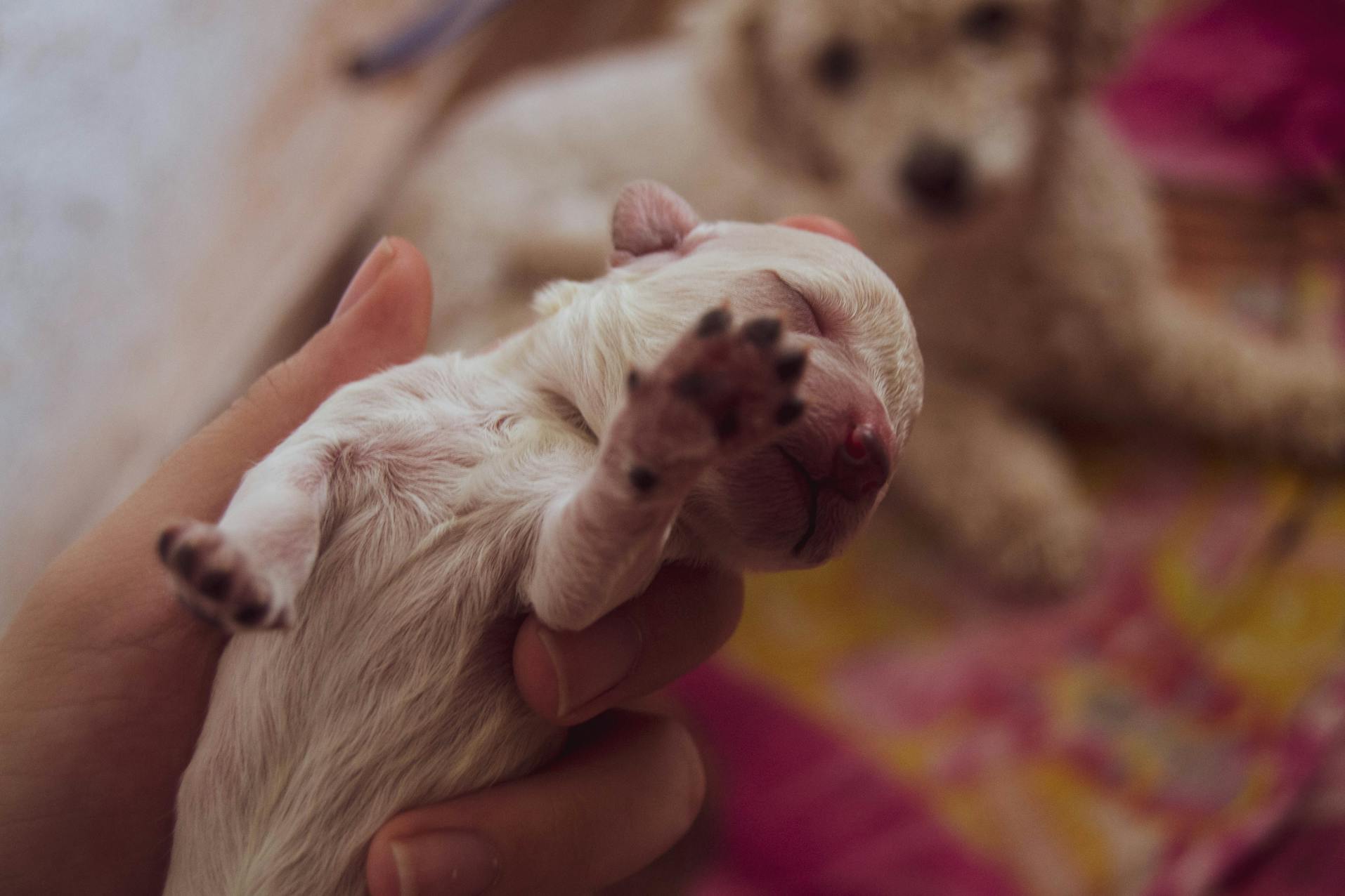 Baby Puppys: A Journey from Birth to Canine Maturity