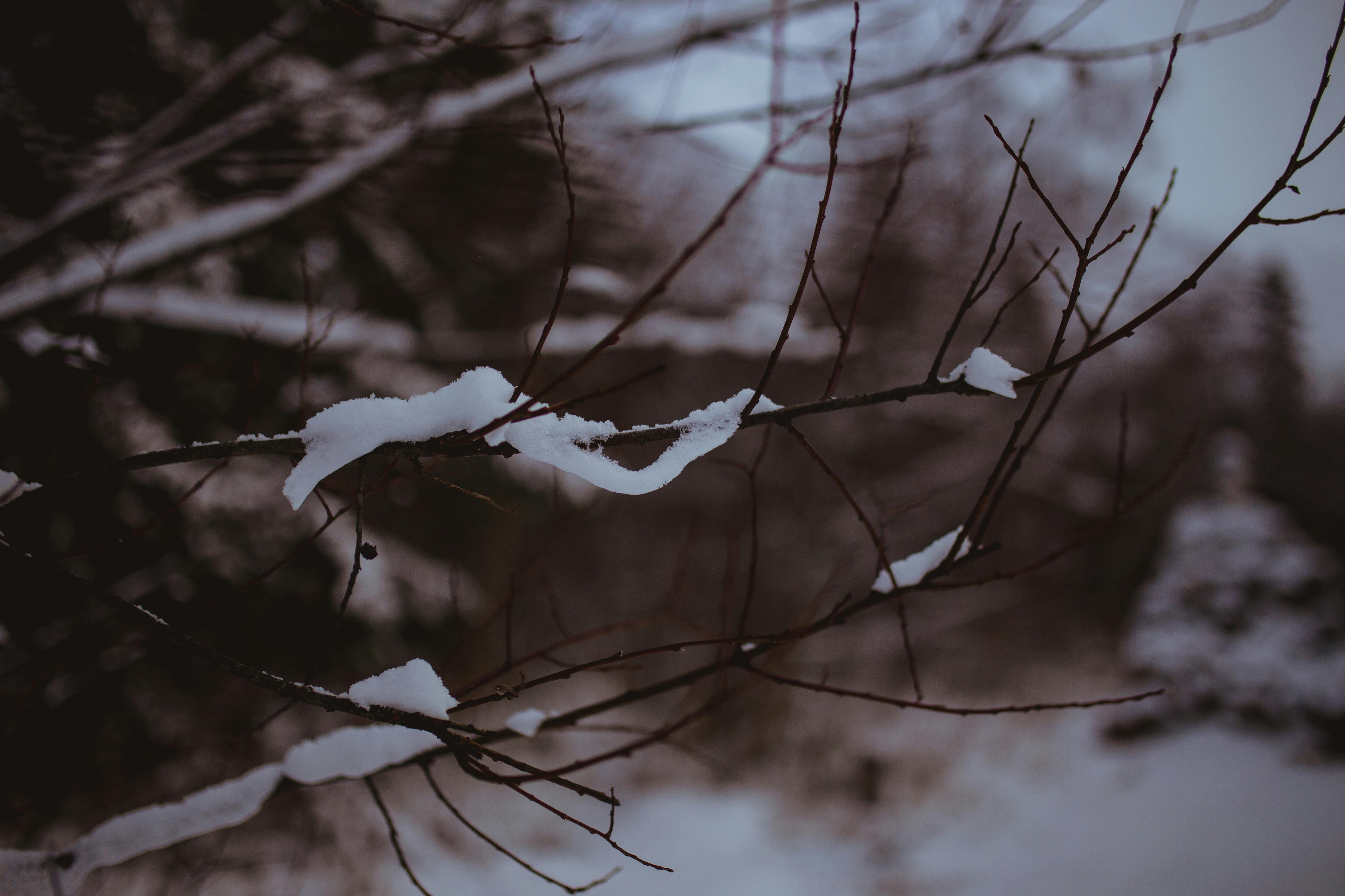 Tree · Free Stock Photo