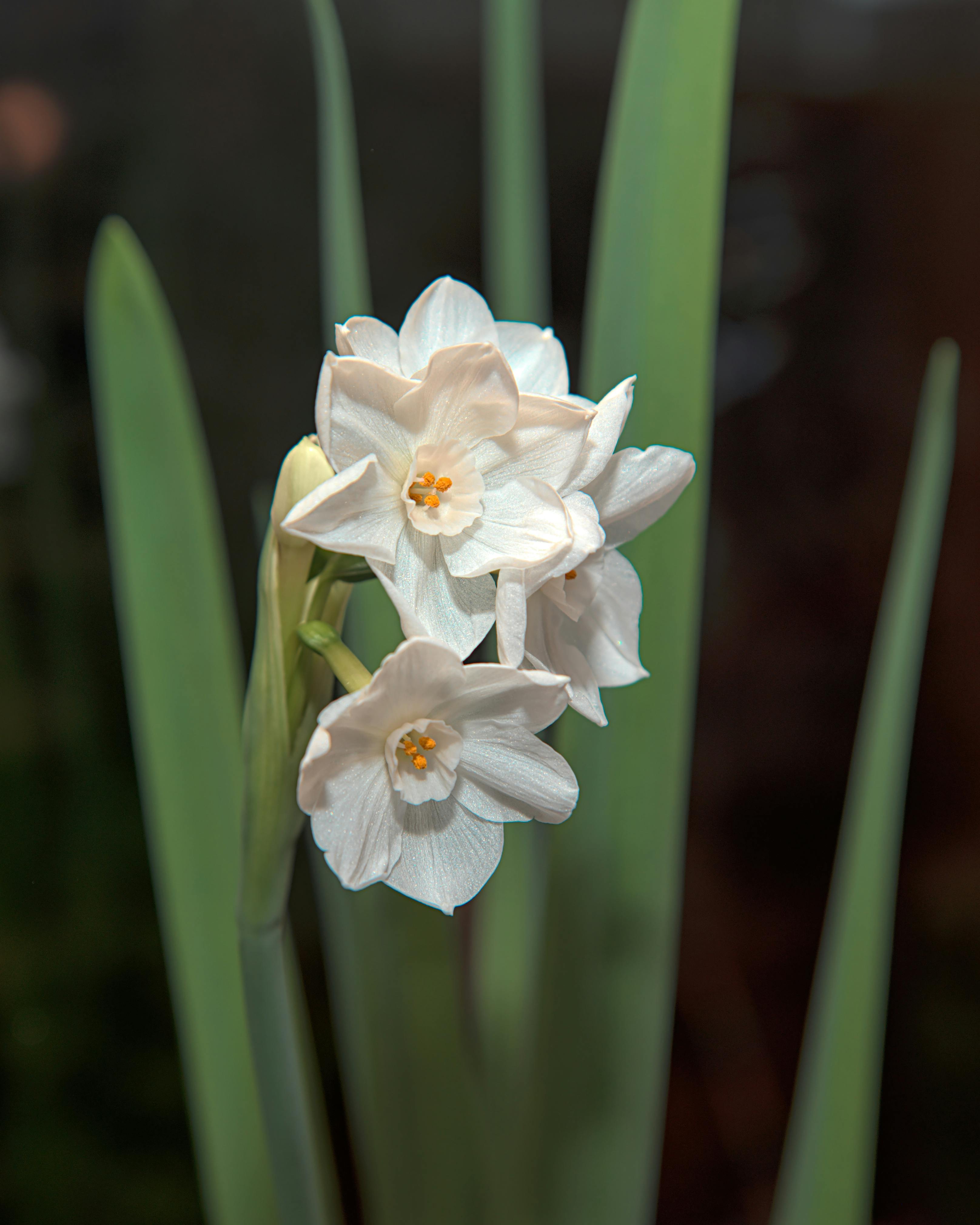 Ziva Paperwhites Photos, Download The BEST Free Ziva Paperwhites Stock ...
