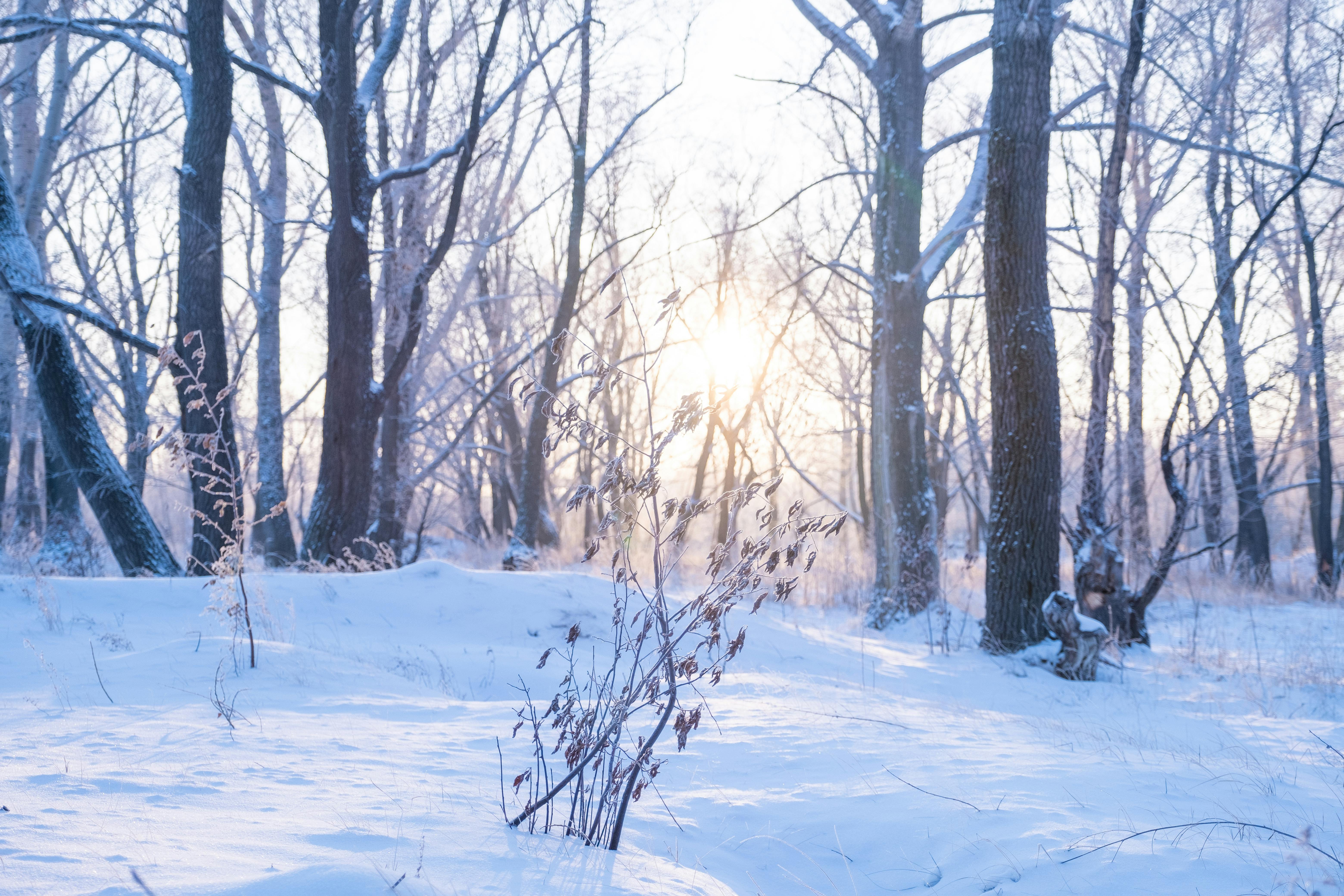 Landscape Photography of Snowy Forest · Free Stock Photo