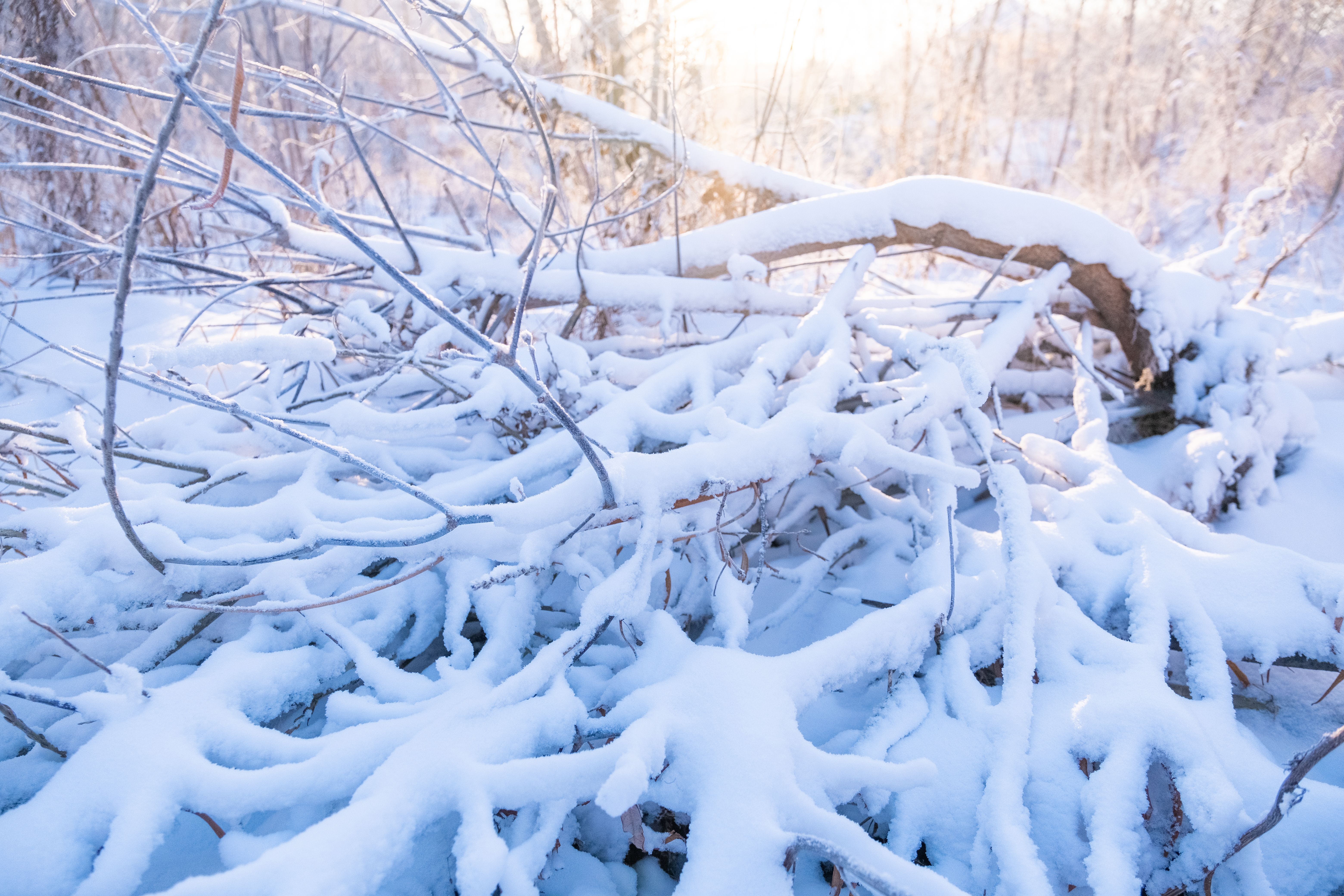 Fallen Tree Covered in Snow · Free Stock Photo