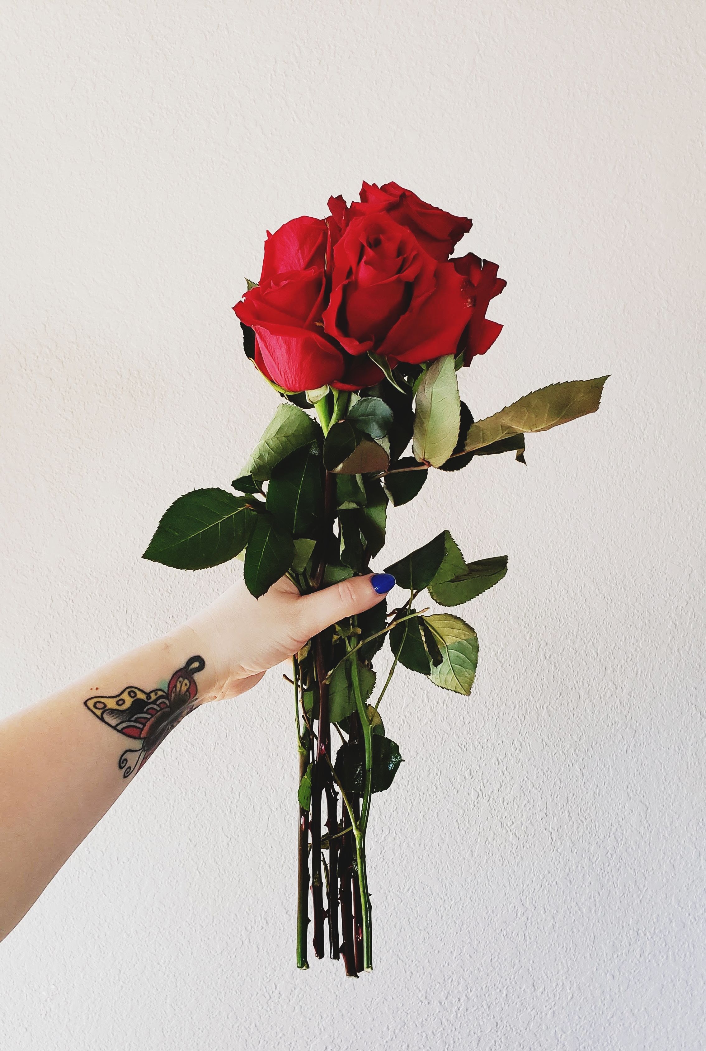 Hand of a Woman Holding a Rose against a White Background · Free Stock ...