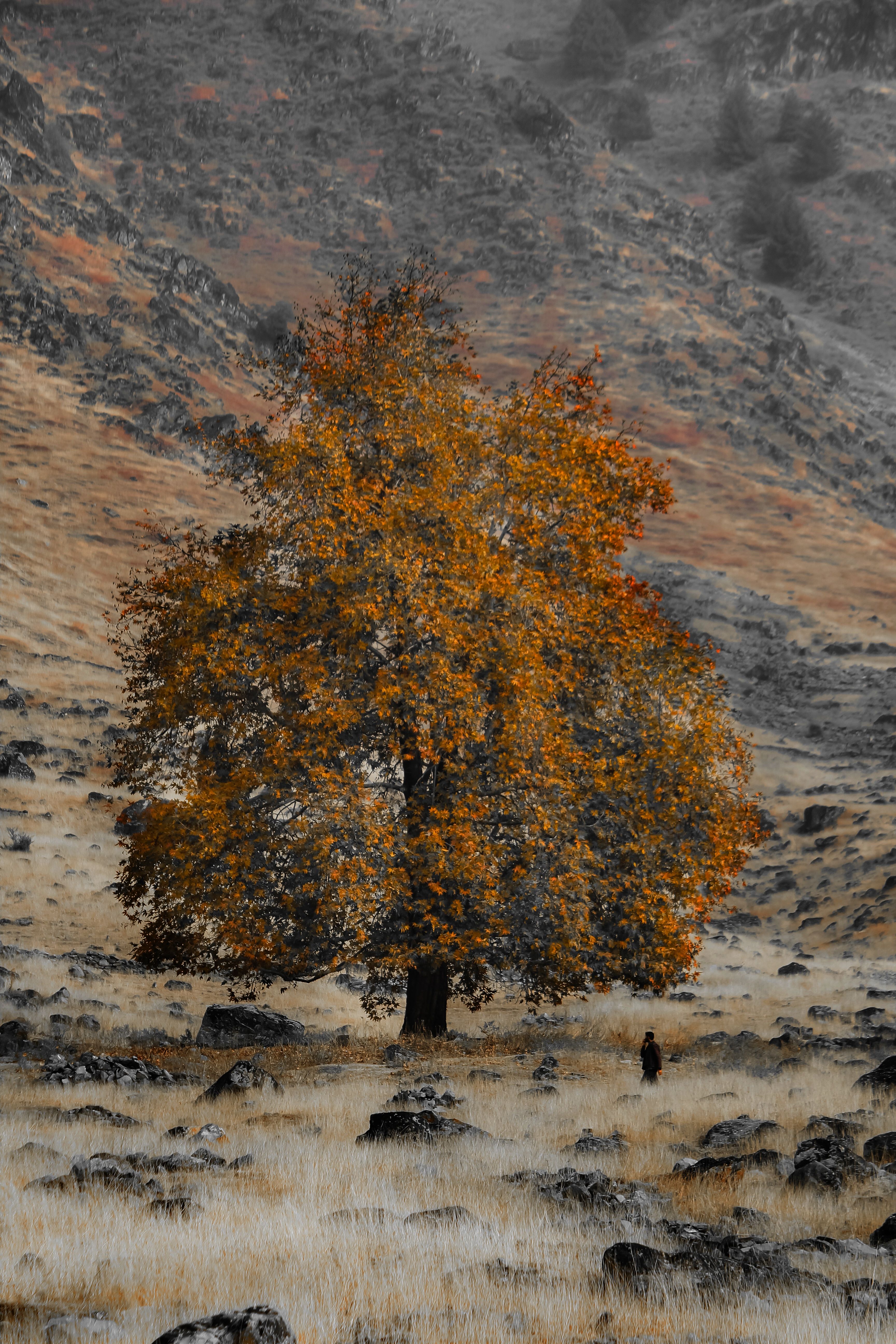 Landscape with Mountain, Dry Grass, and Autumn Tree · Free Stock Photo