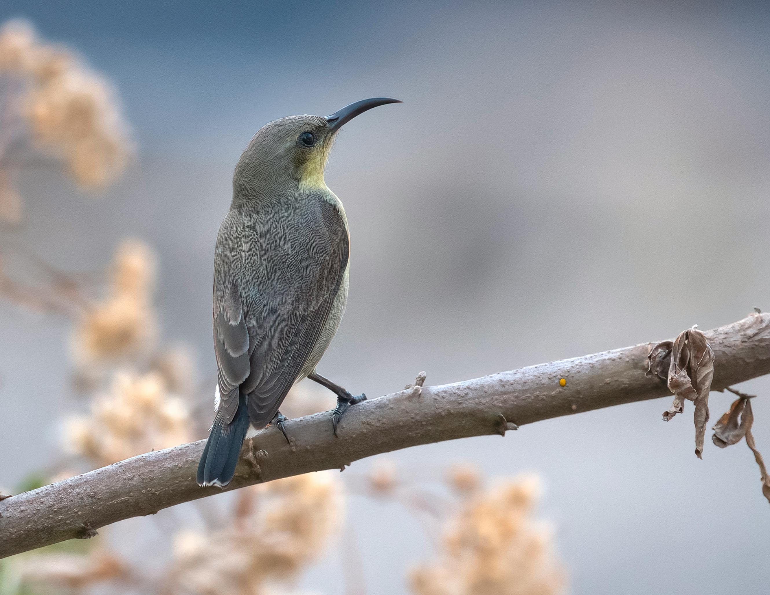 Bird Perched on Tree Branch · Free Stock Photo