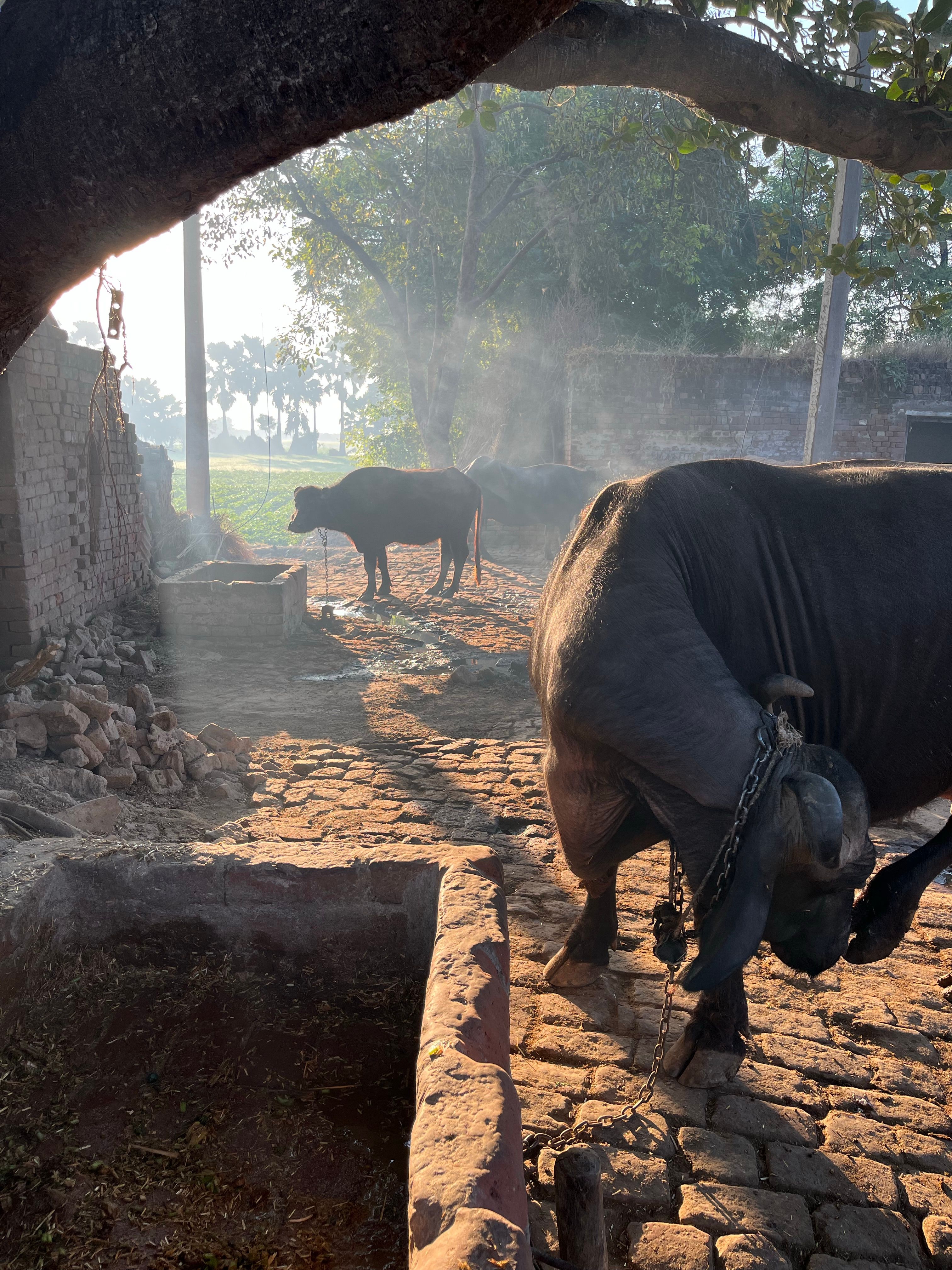 Bulls on Farm Outdoors on Sunset · Free Stock Photo