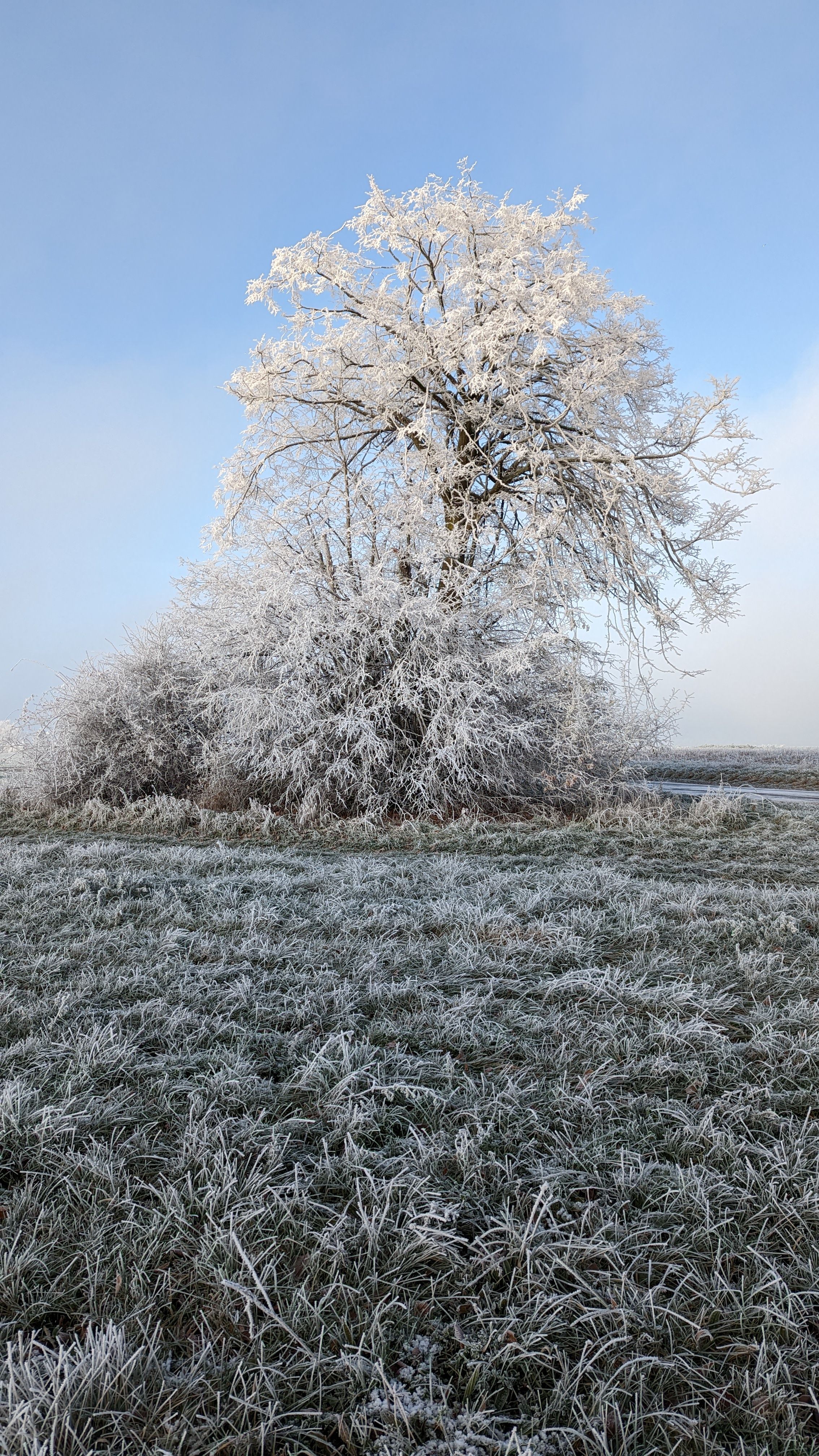 Low Angle Shot of Tall, Frosty Grass under Clear, Blue Sky · Free Stock ...
