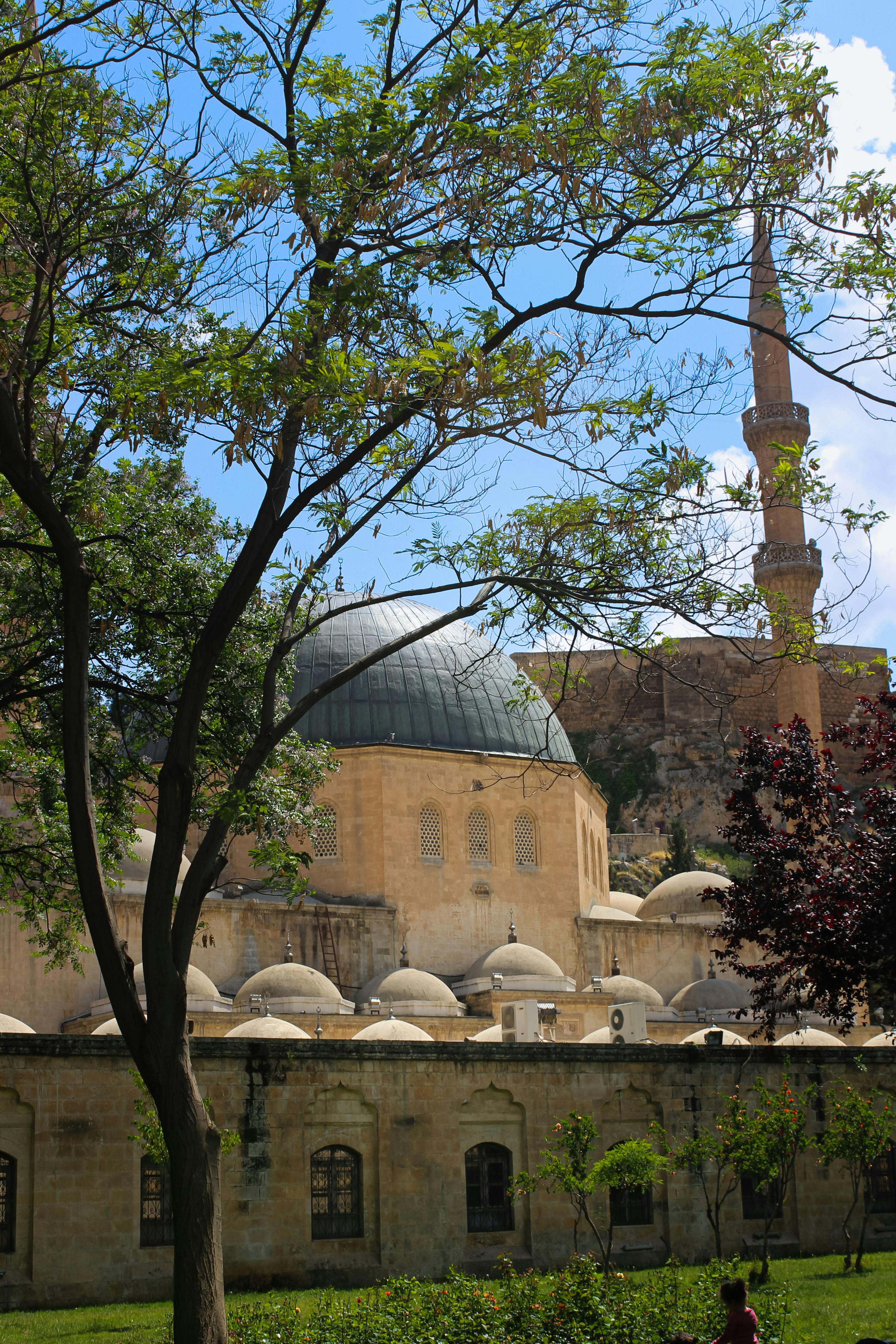 Tree Beside a Mosque · Free Stock Photo