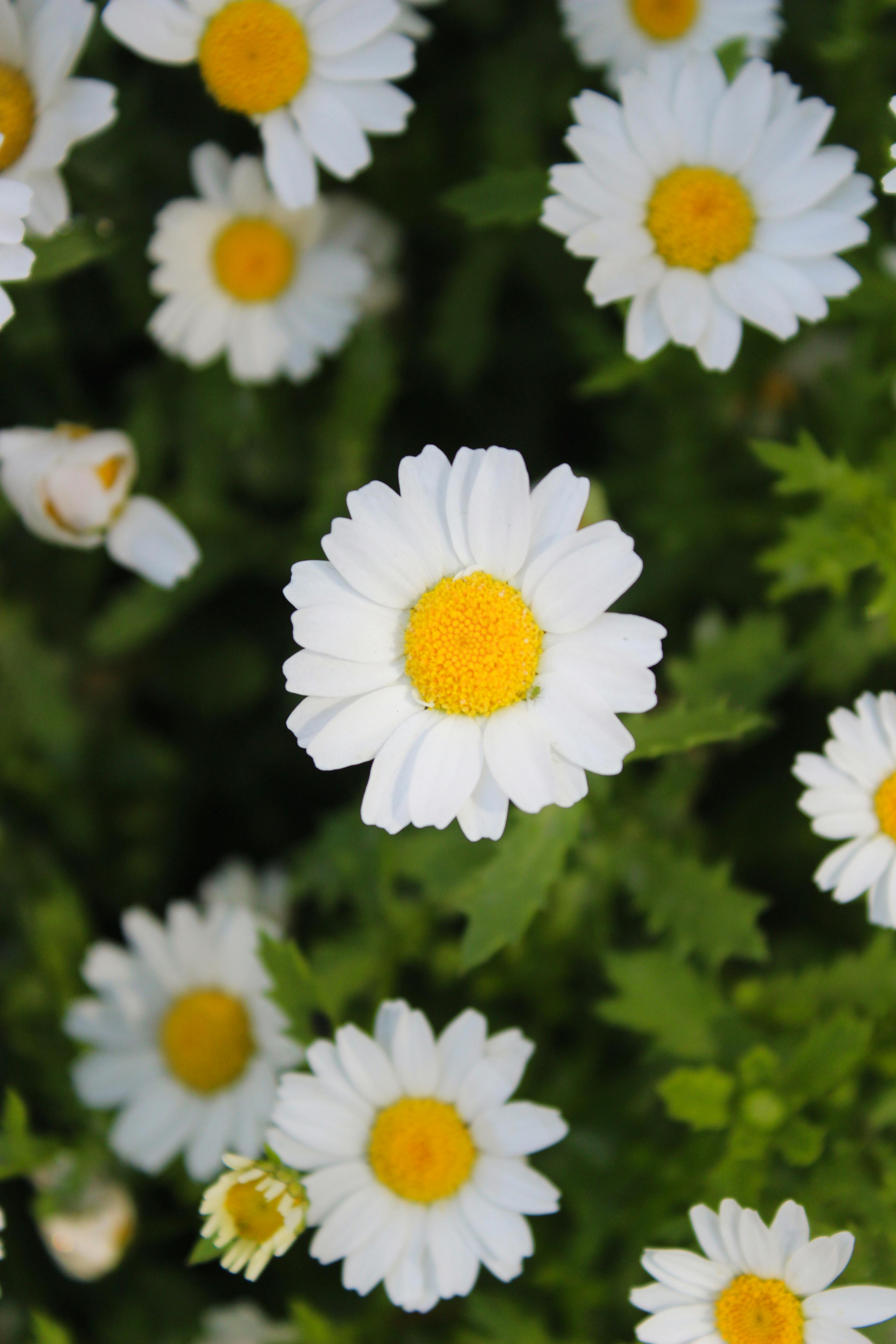 Close-up of a Daisy · Free Stock Photo
