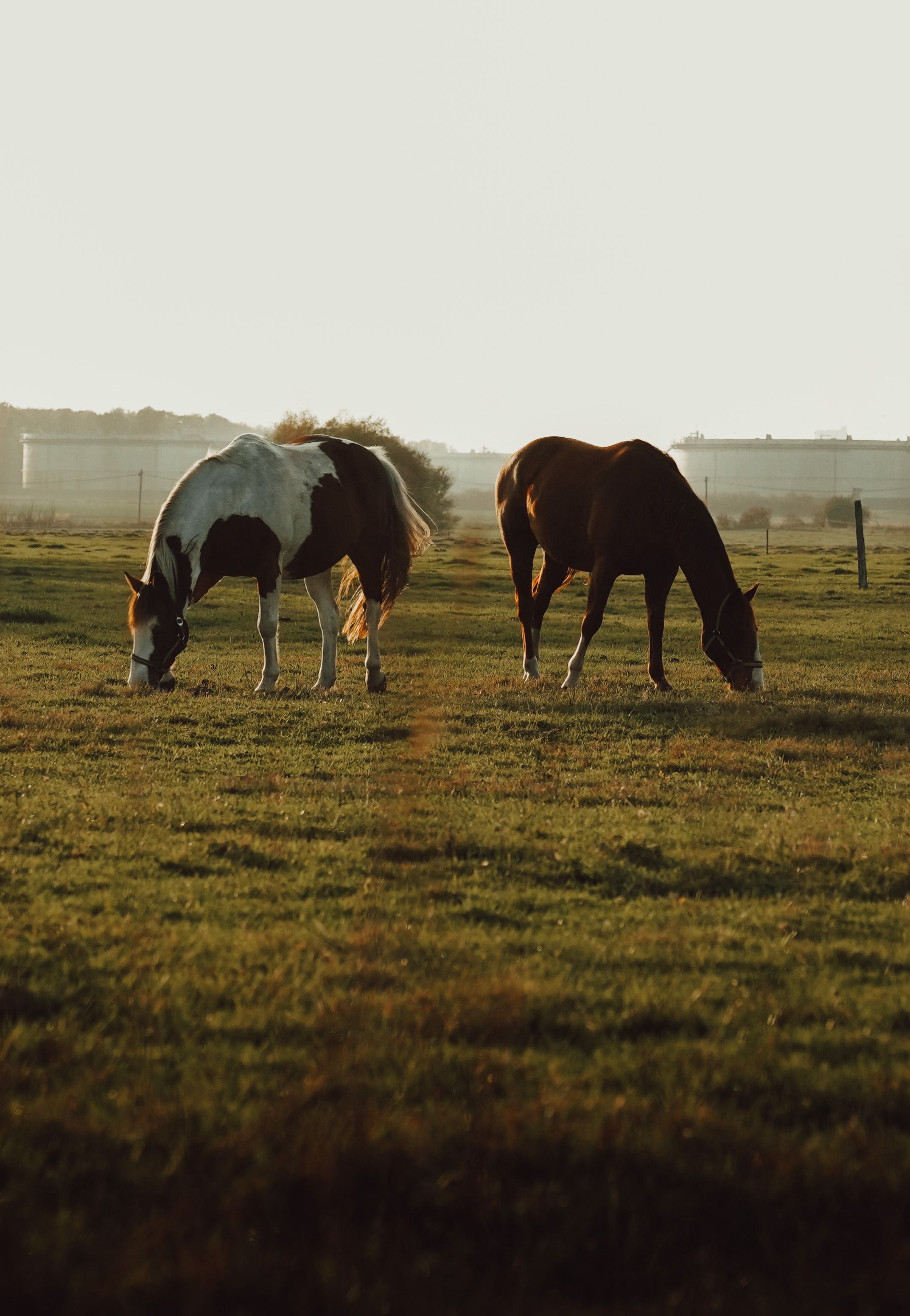 Two Horses on Green Grass Field · Free Stock Photo
