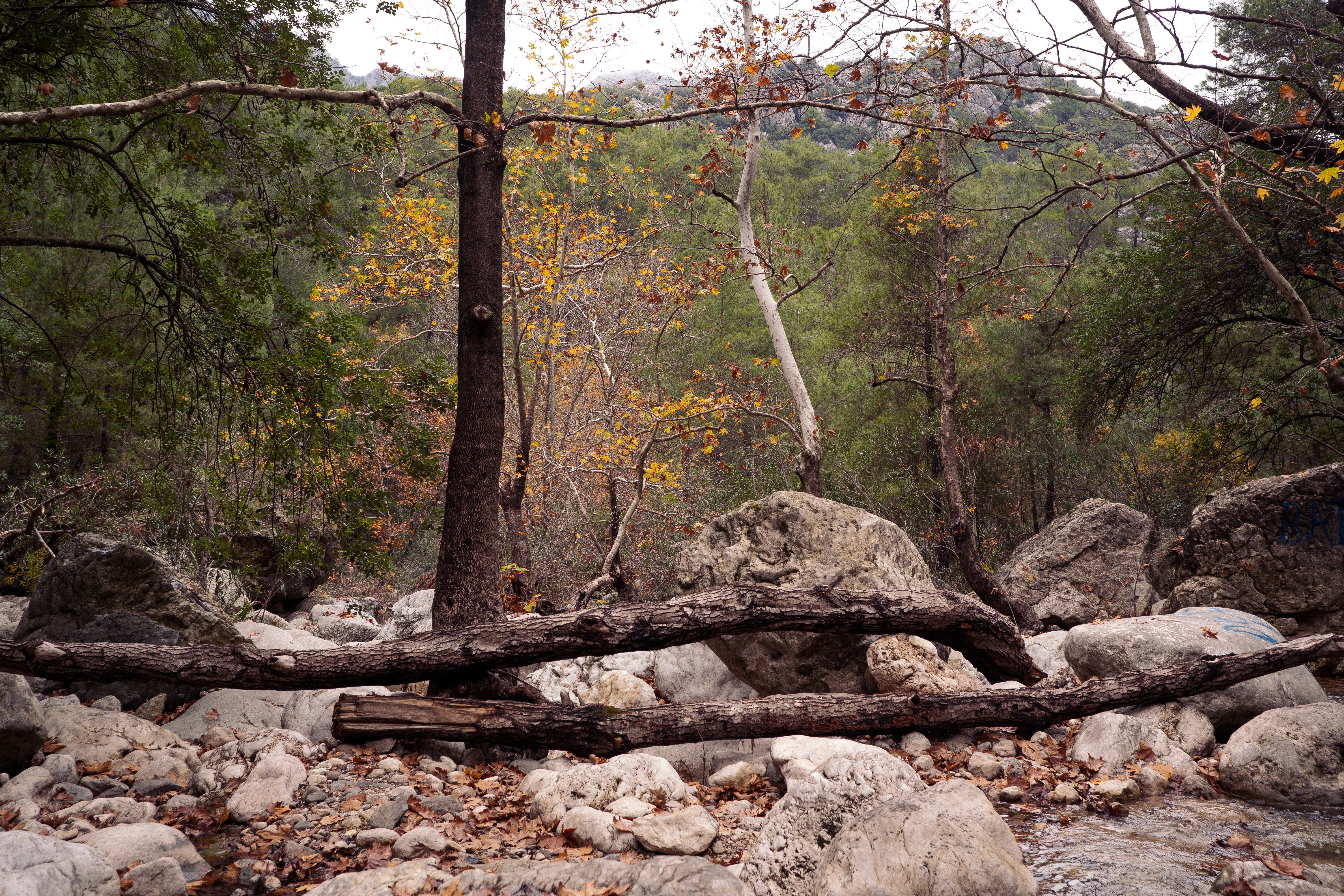 Fallen Trees among Rocks on Trail · Free Stock Photo