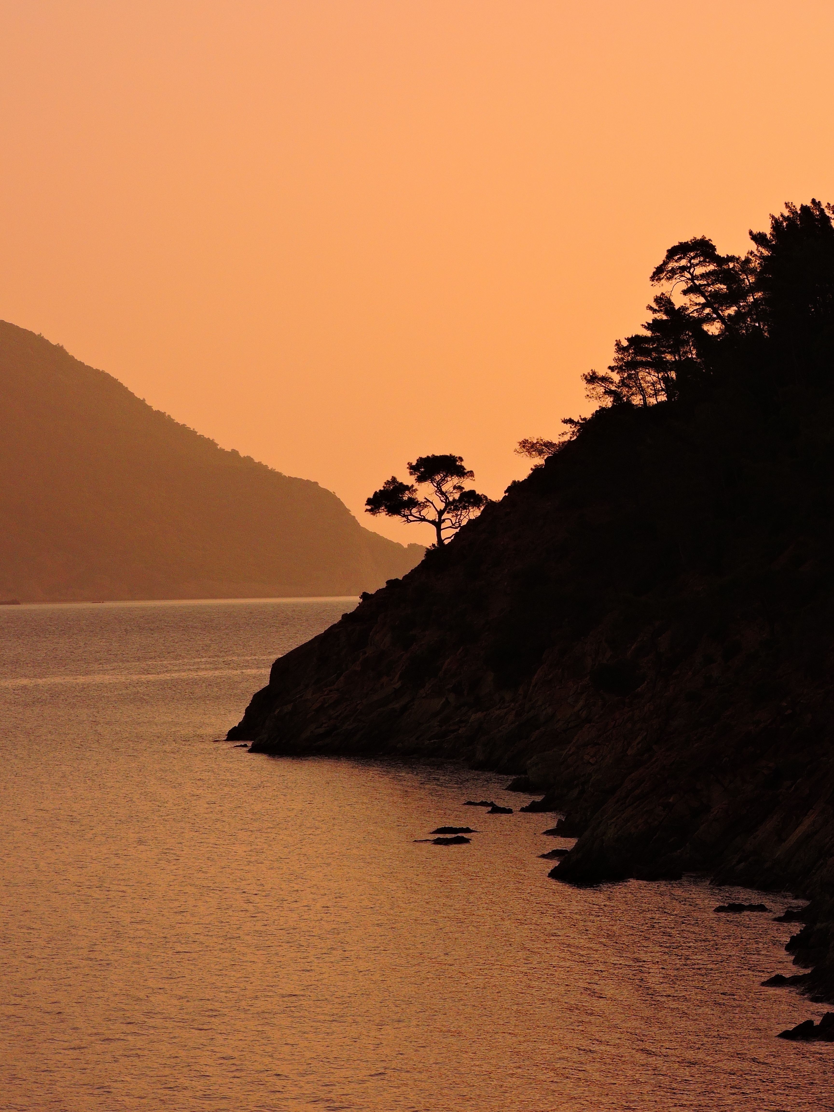 Trees on Hill on Coast at Sunset · Free Stock Photo