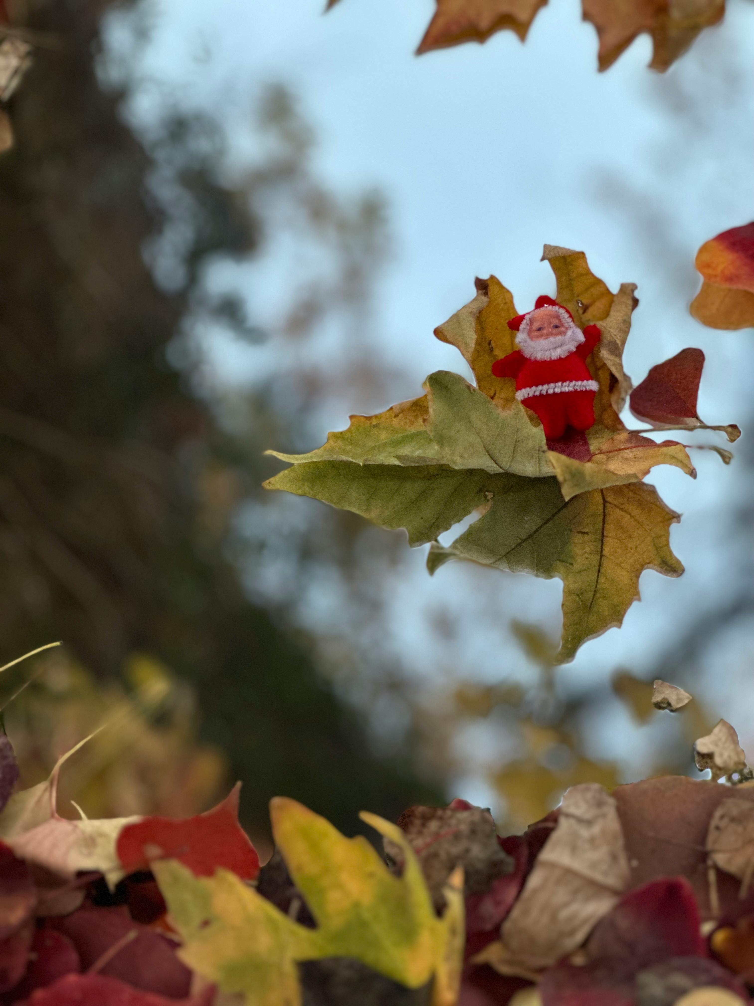 Miniature Bunny Photos, Download The BEST Free Miniature Bunny Stock ...