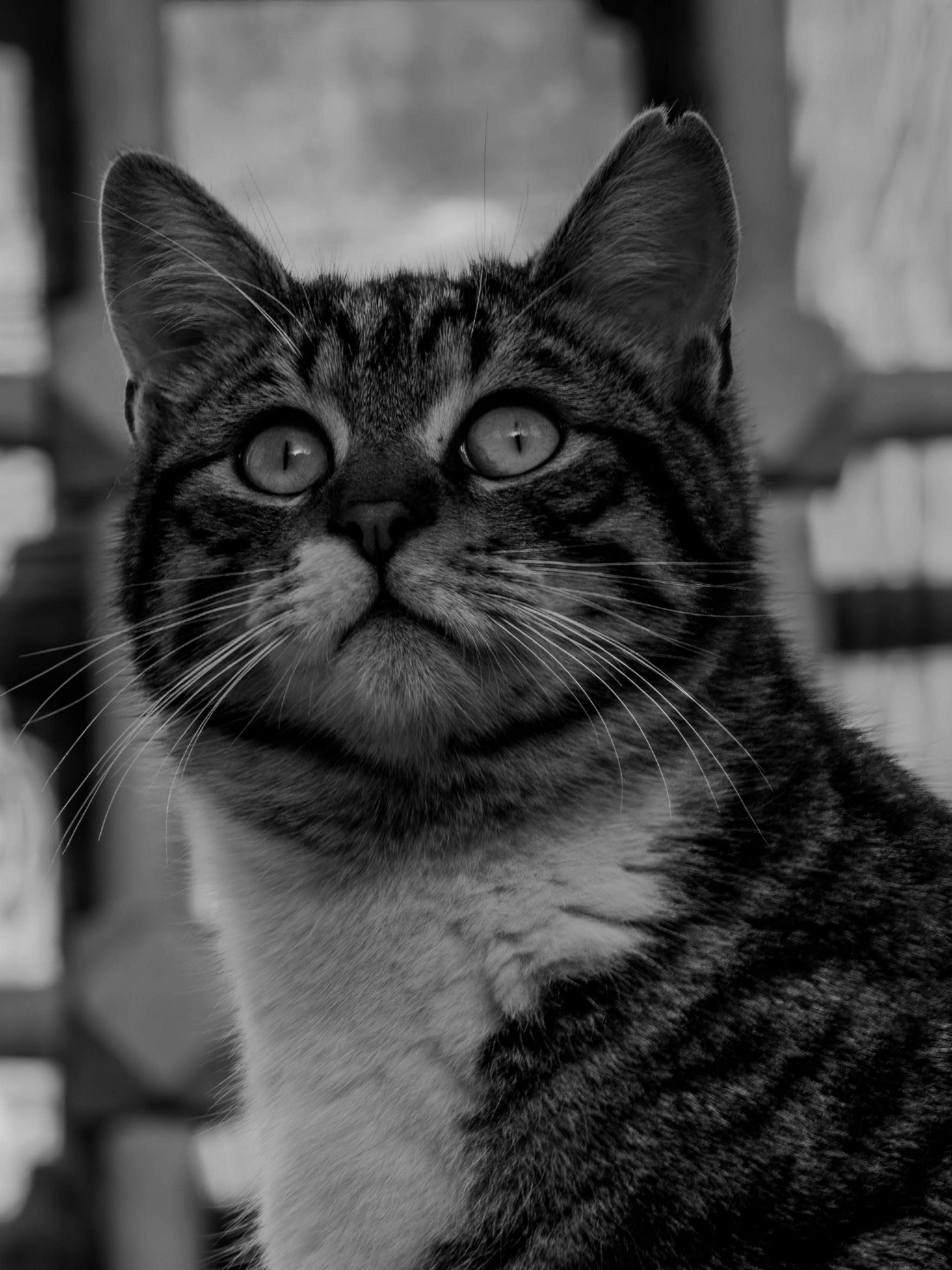Grayscale Photo of a Tabby Cat · Free Stock Photo
