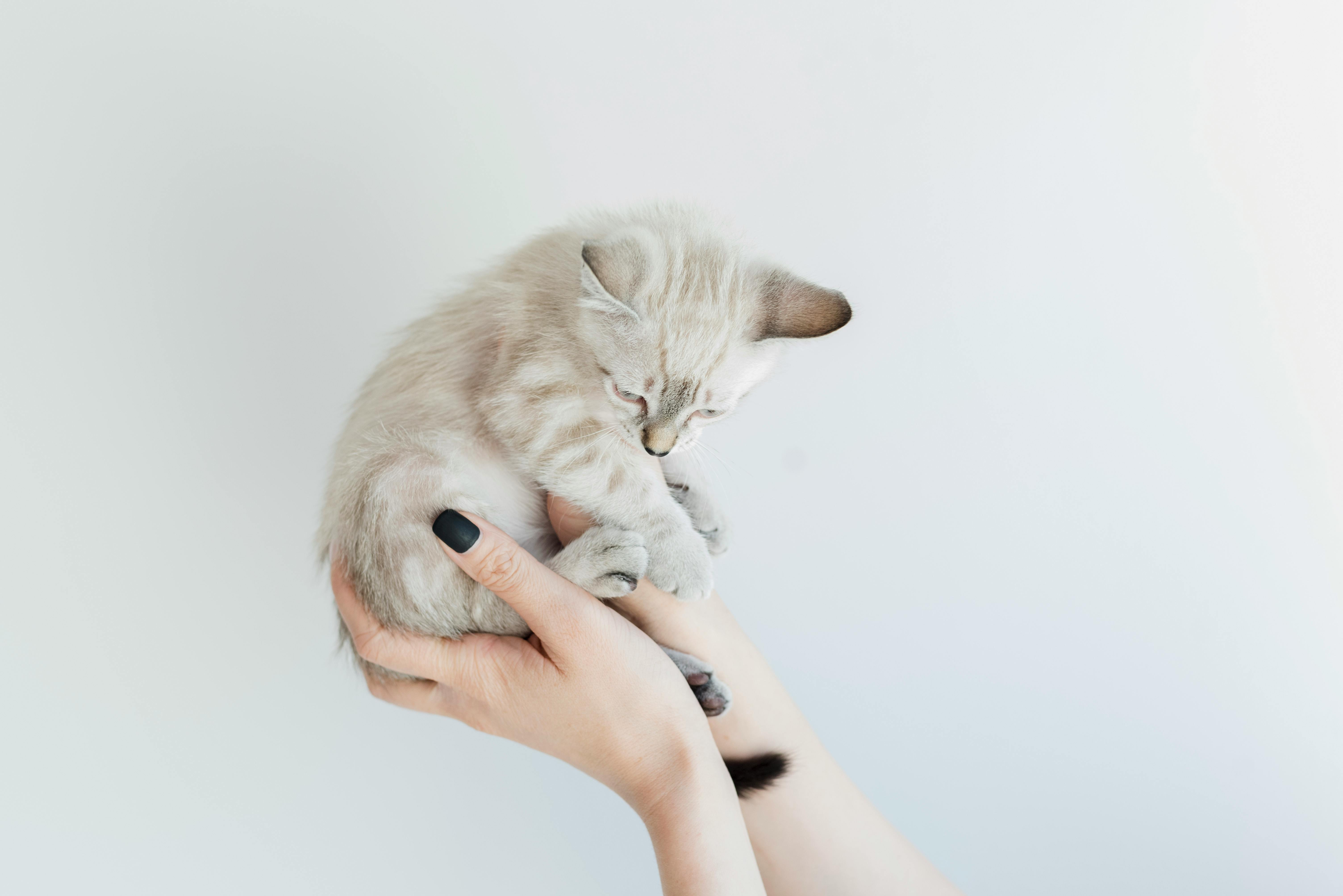 Hands Holding a Kitten · Free Stock Photo
