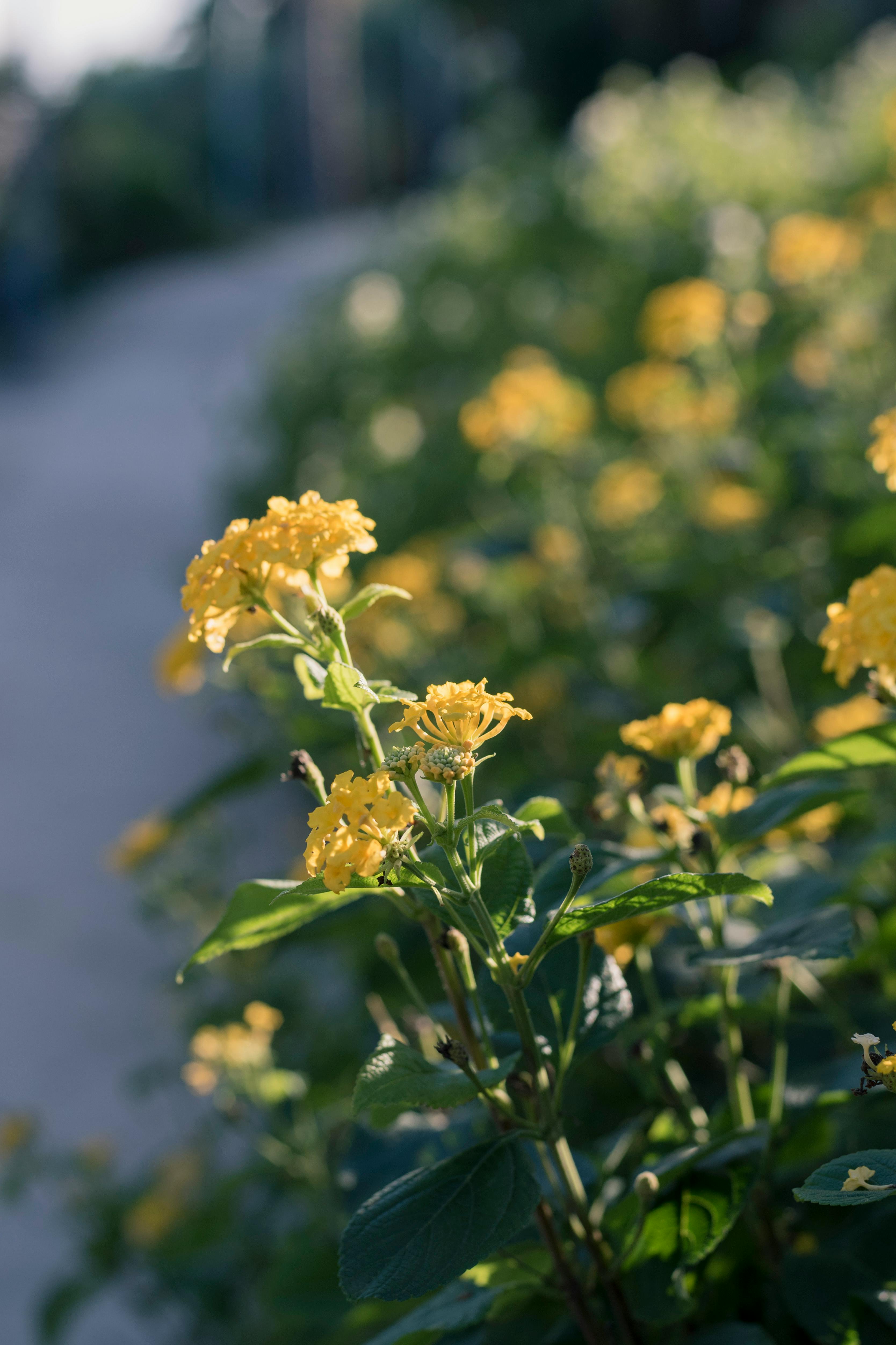Common Lantana Flowers in the Sunlight · Free Stock Photo