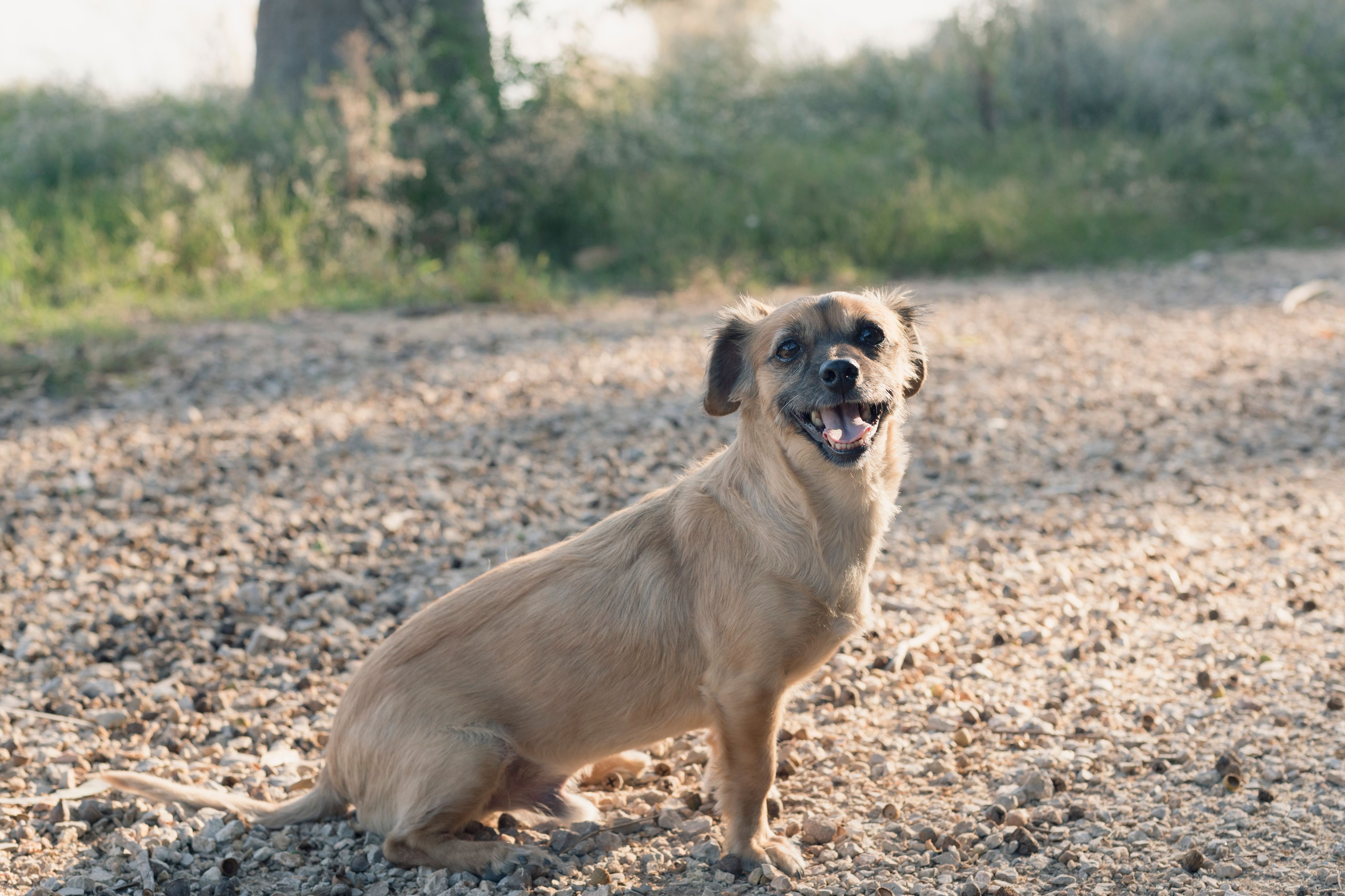 Photo of a Small Beige Dog Sitting on a Footpath · Free Stock Photo