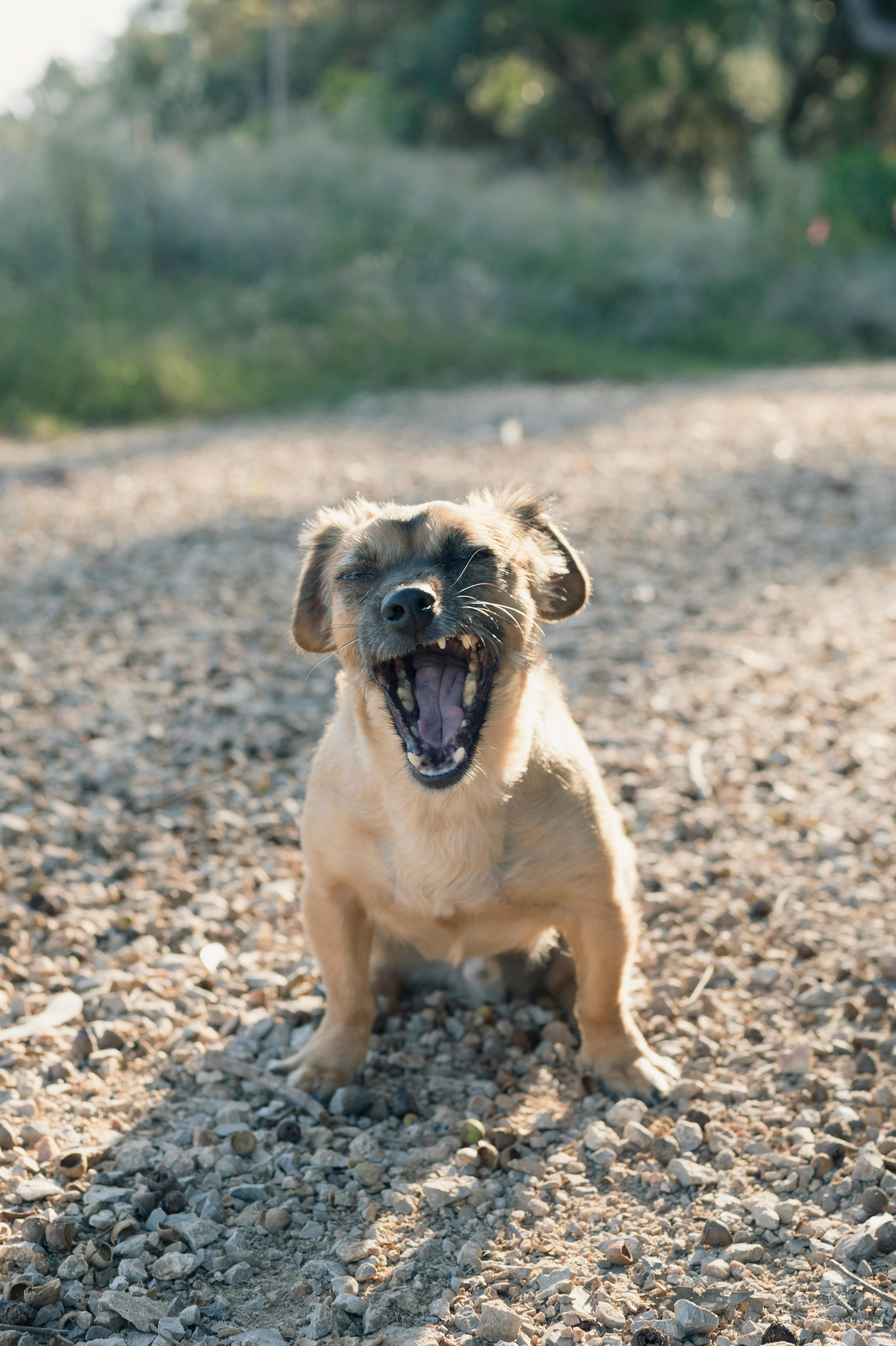 Dog Barking Photos, Download The BEST Free Dog Barking Stock Photos ...