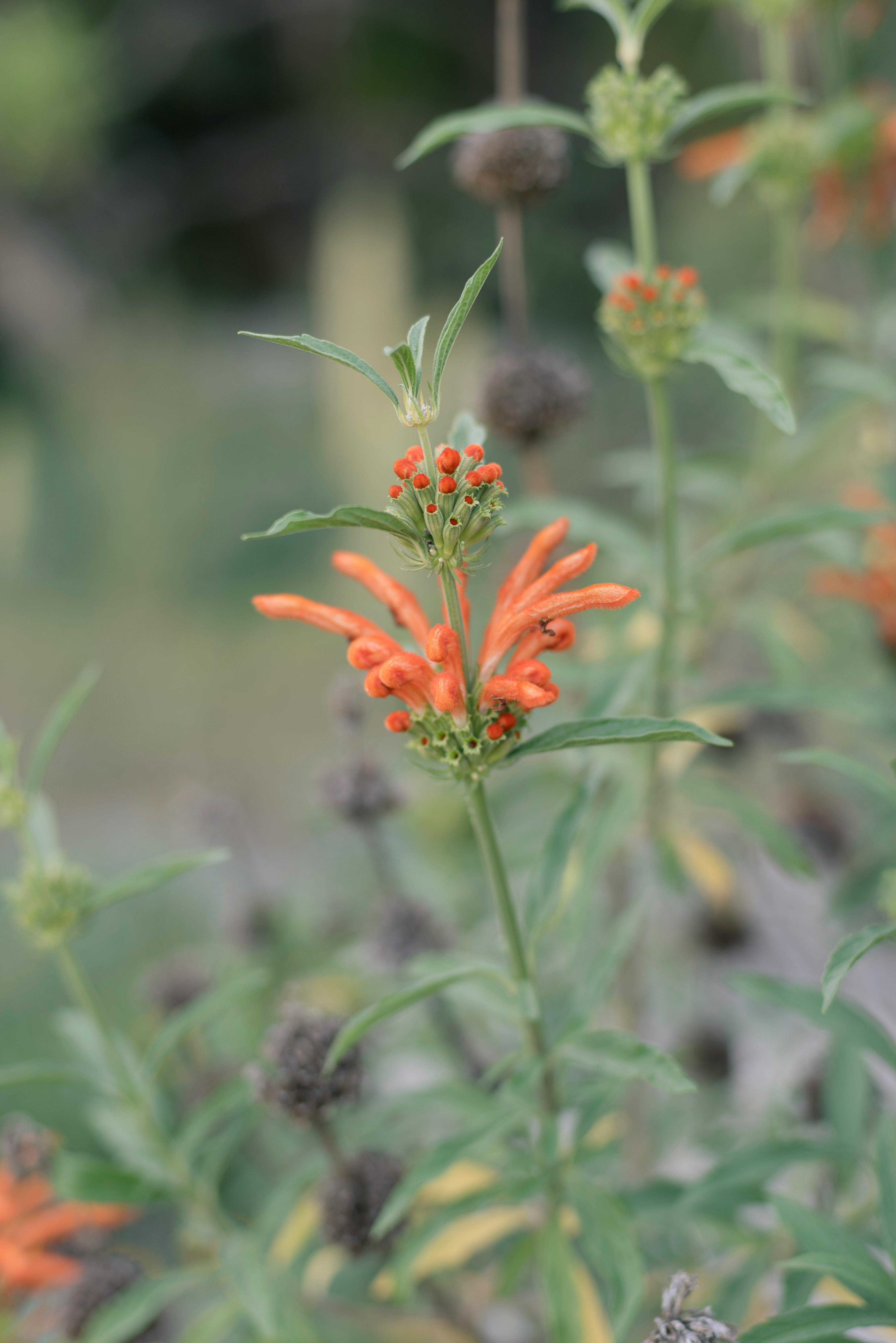 Close-up of a Wild Dagga Plant · Free Stock Photo
