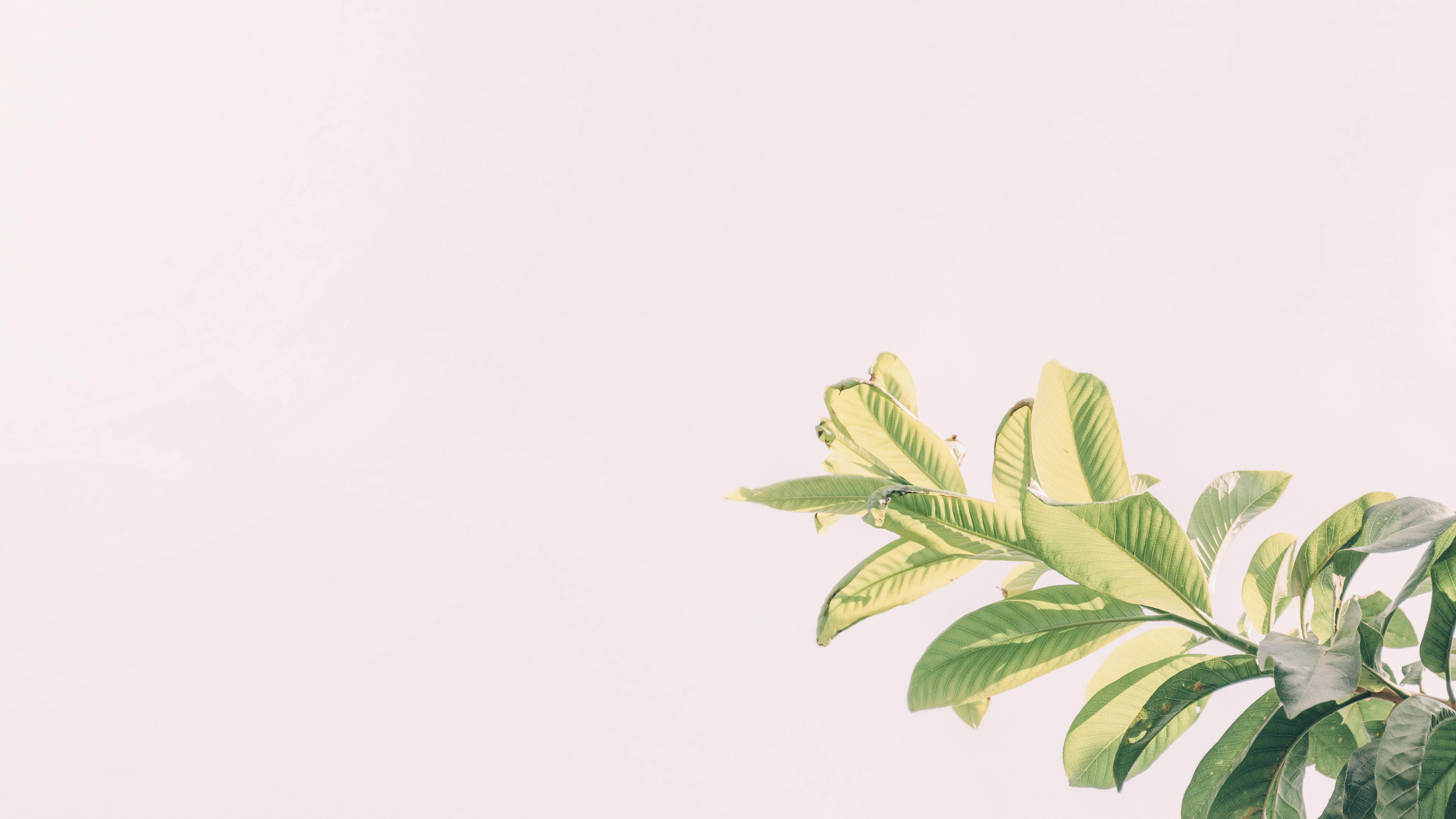 Photo of Leaves · Free Stock Photo