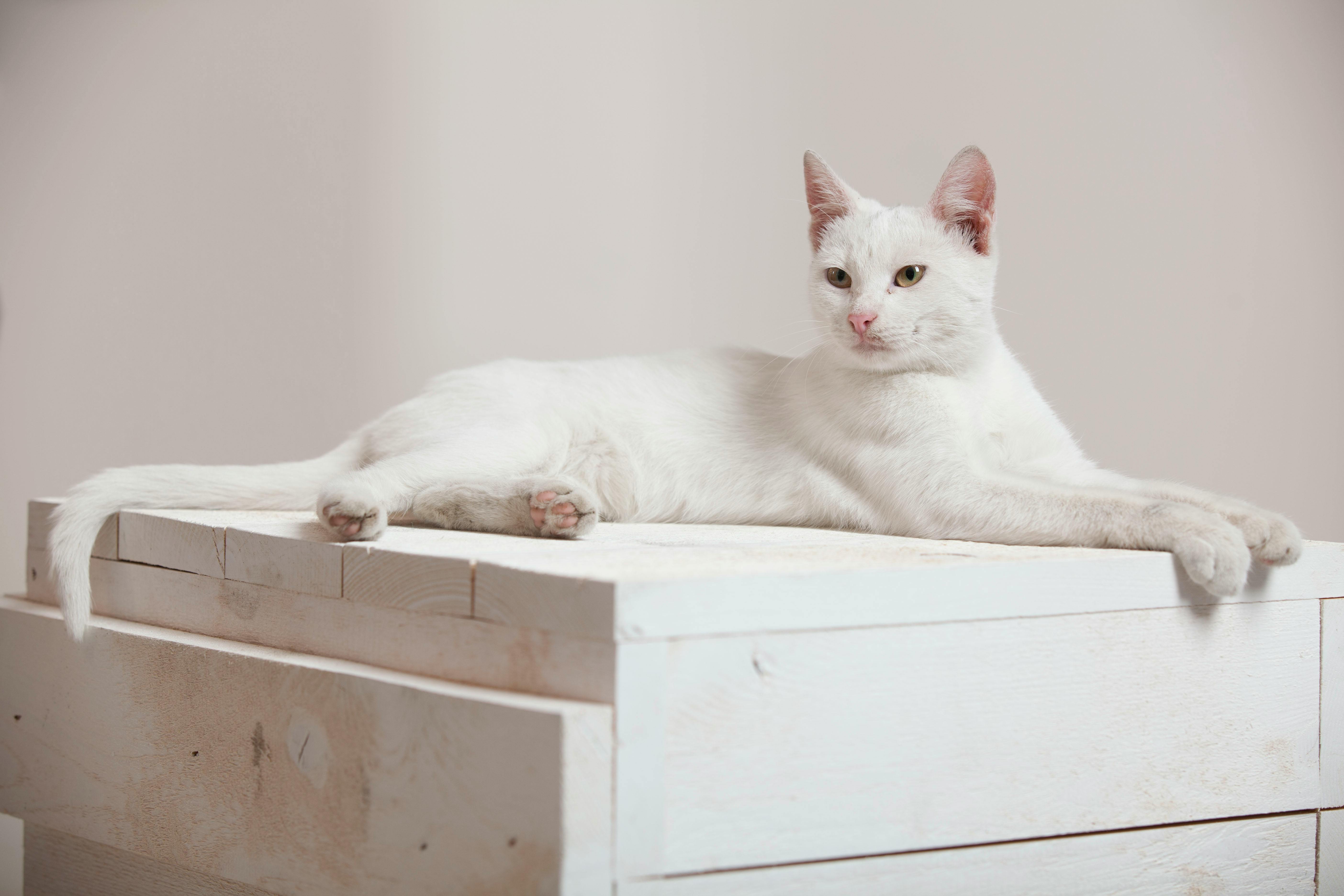 Kitty Box Photos, Download The BEST Free Kitty Box Stock Photos & HD Images