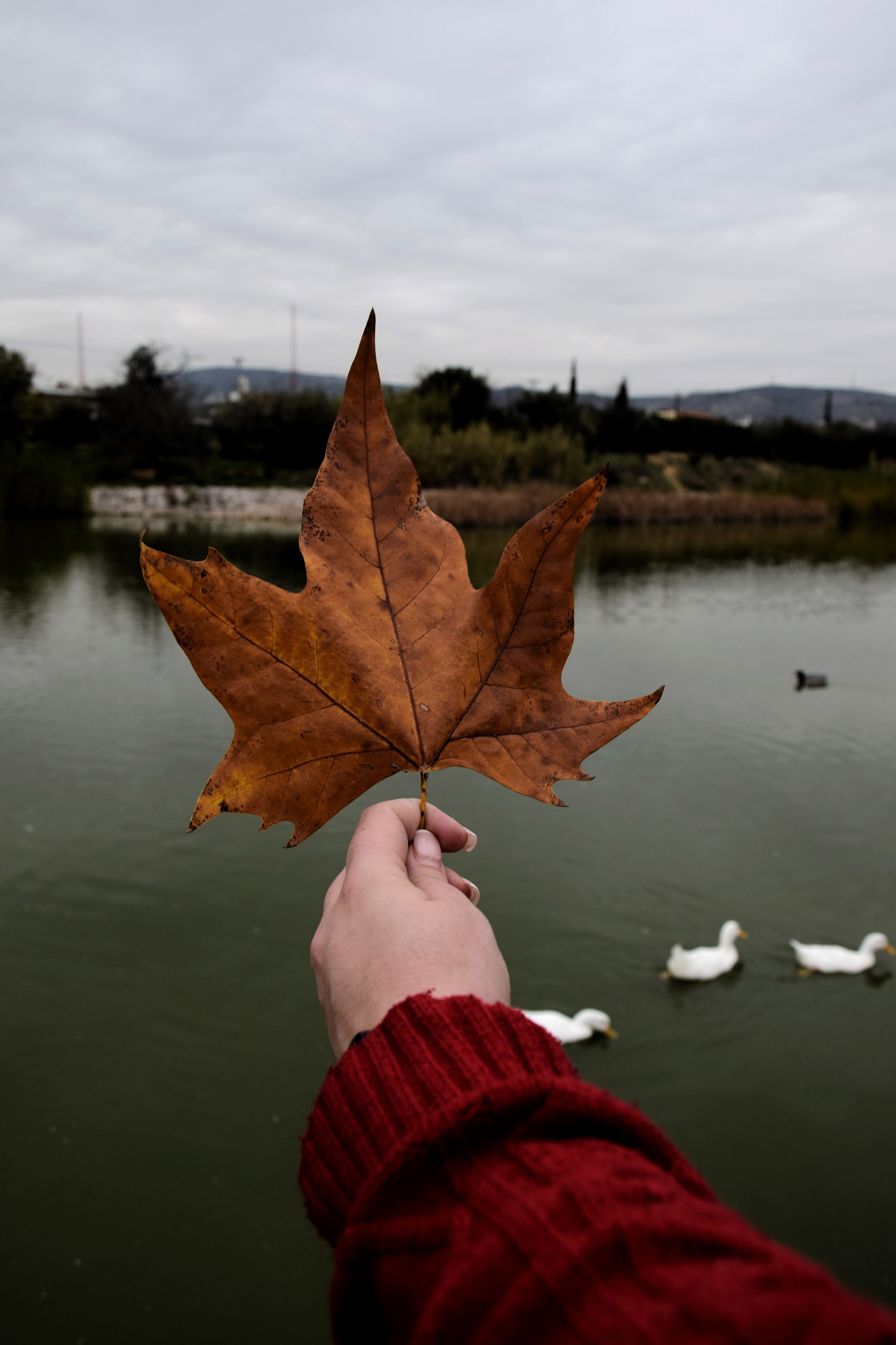 Person Holding a Maple Leaf · Free Stock Photo