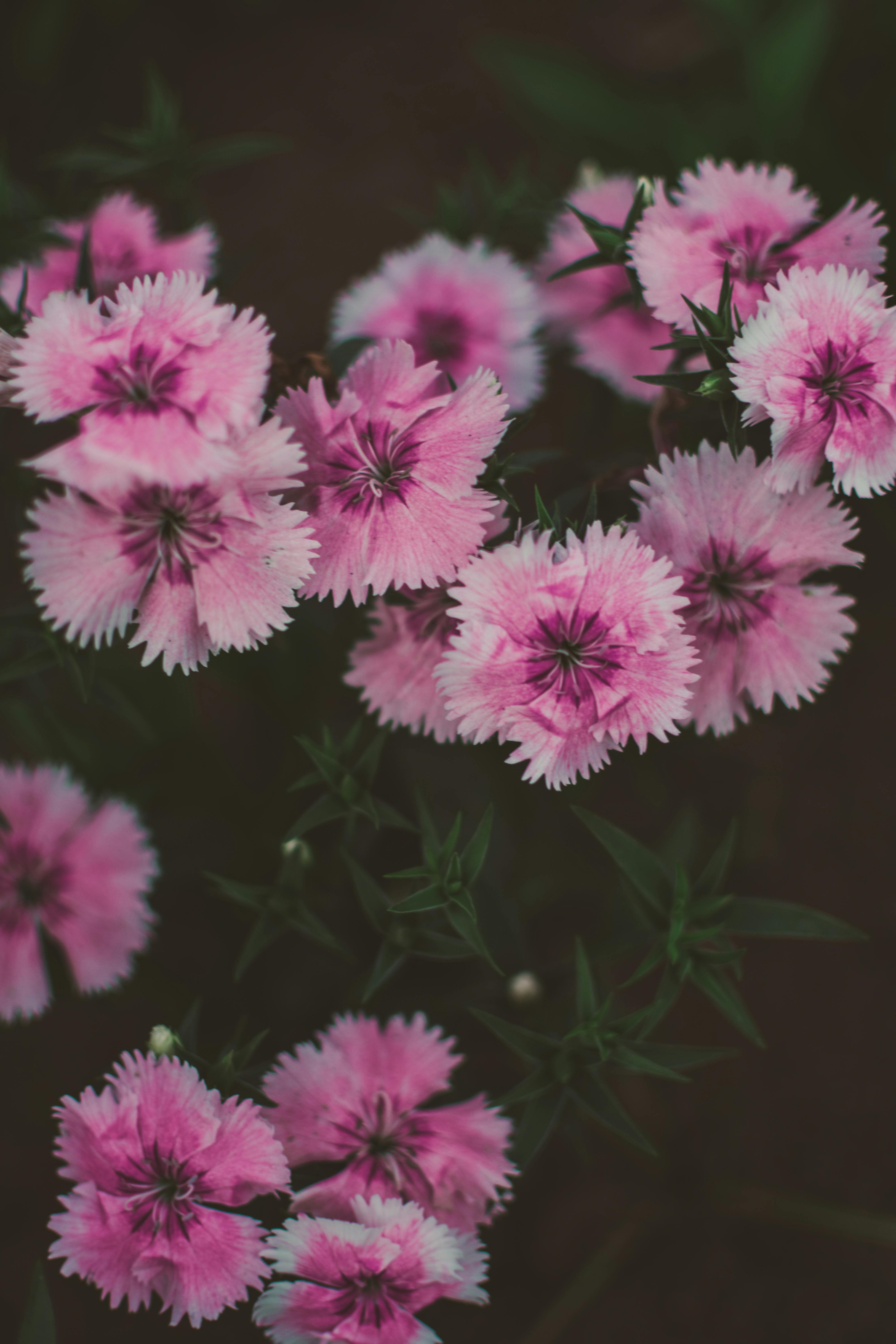 Pink Flowers in Close Up Photography · Free Stock Photo