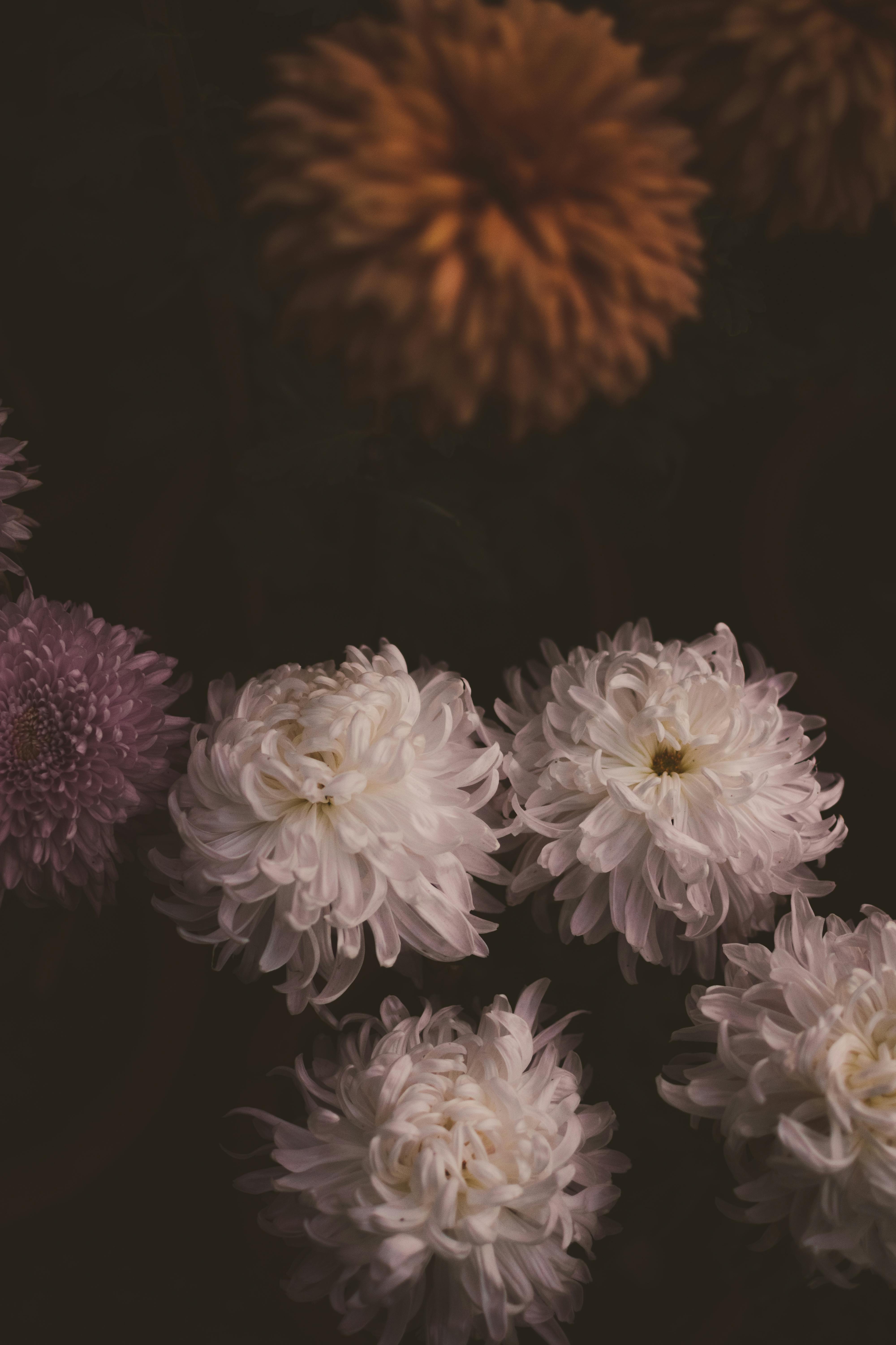 Kosmos Bloom Photos, Download Free Kosmos Bloom Stock Photos & HD Images