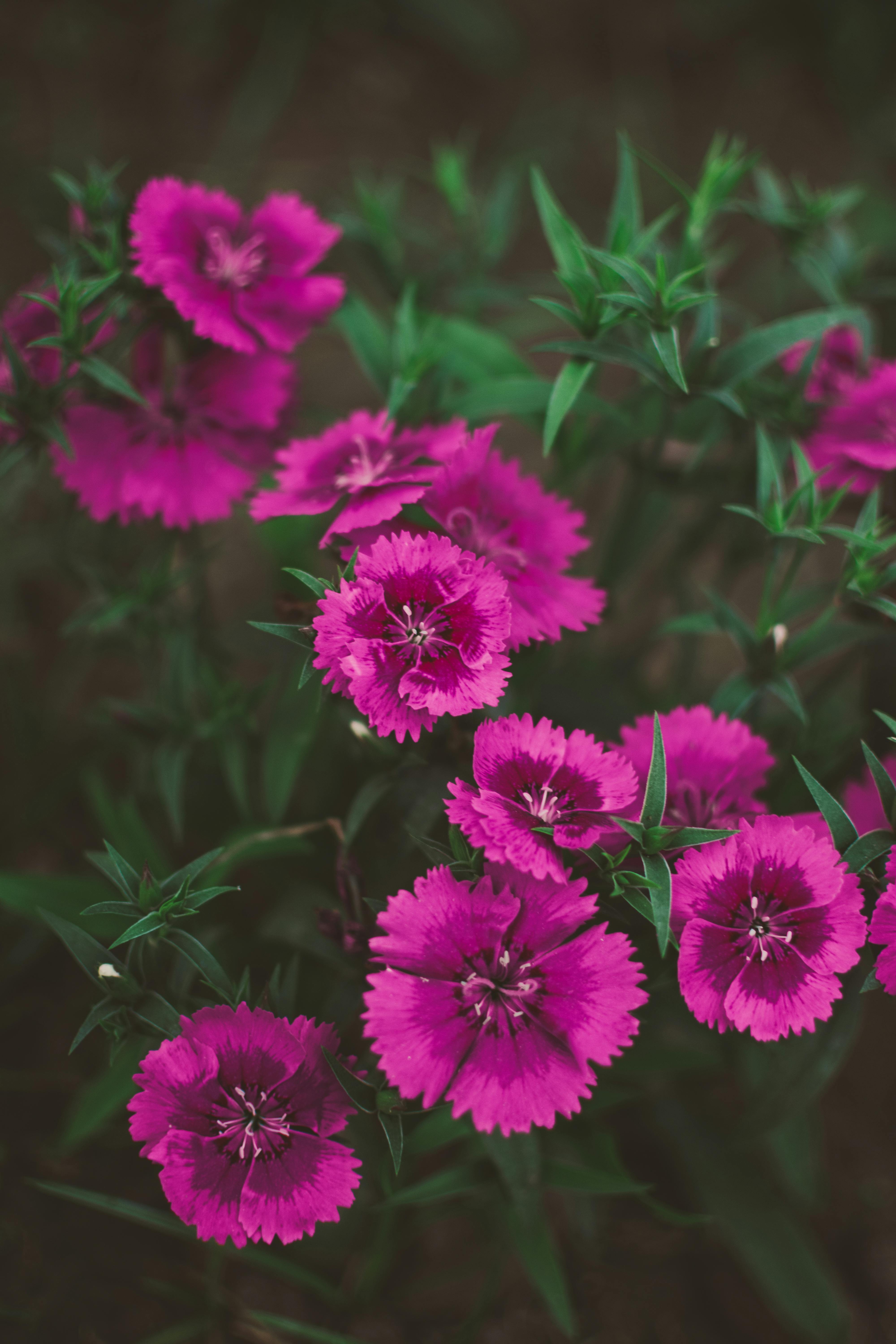 Red Flowers in Close Up Photography · Free Stock Photo