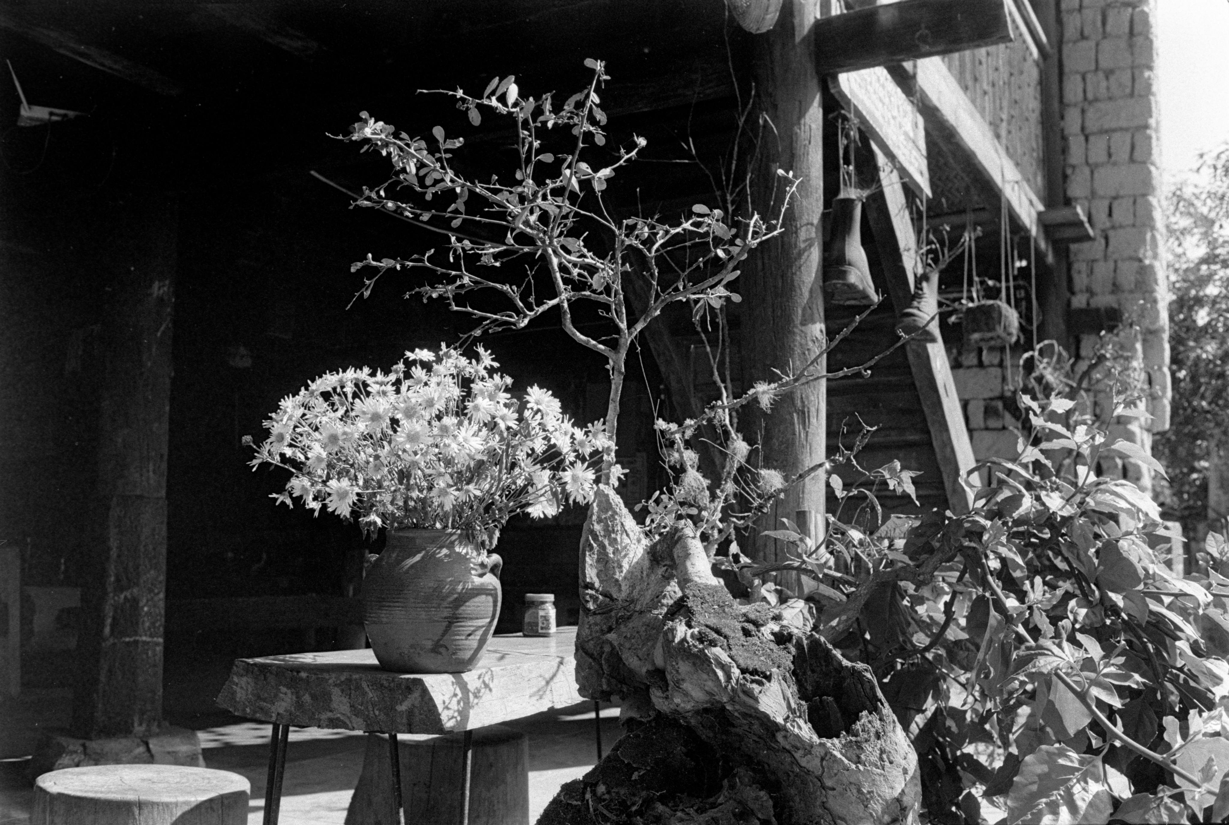 Grayscale Photo of a Banana Leaves · Free Stock Photo