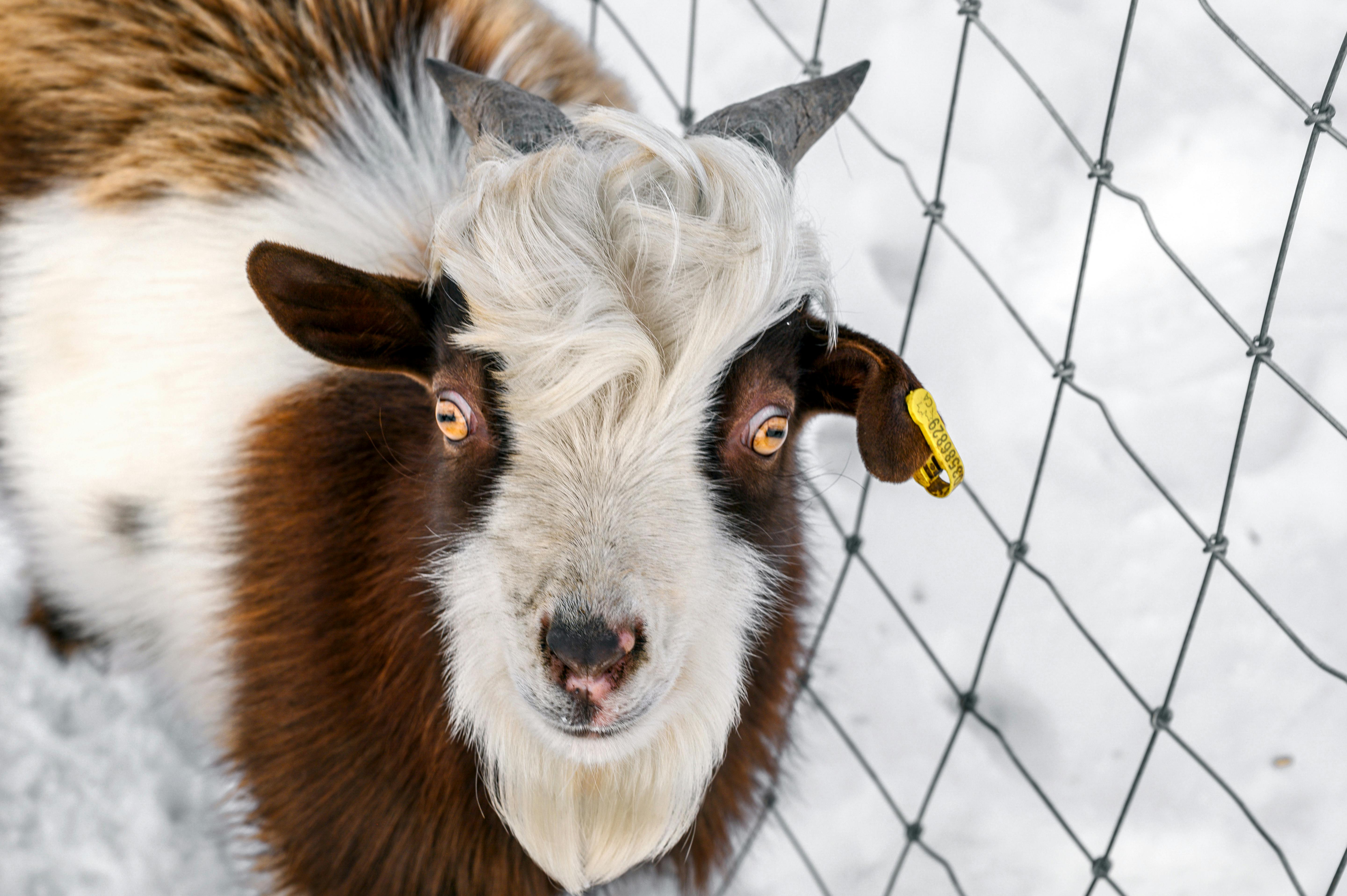 Goat in Snow near Fence · Free Stock Photo