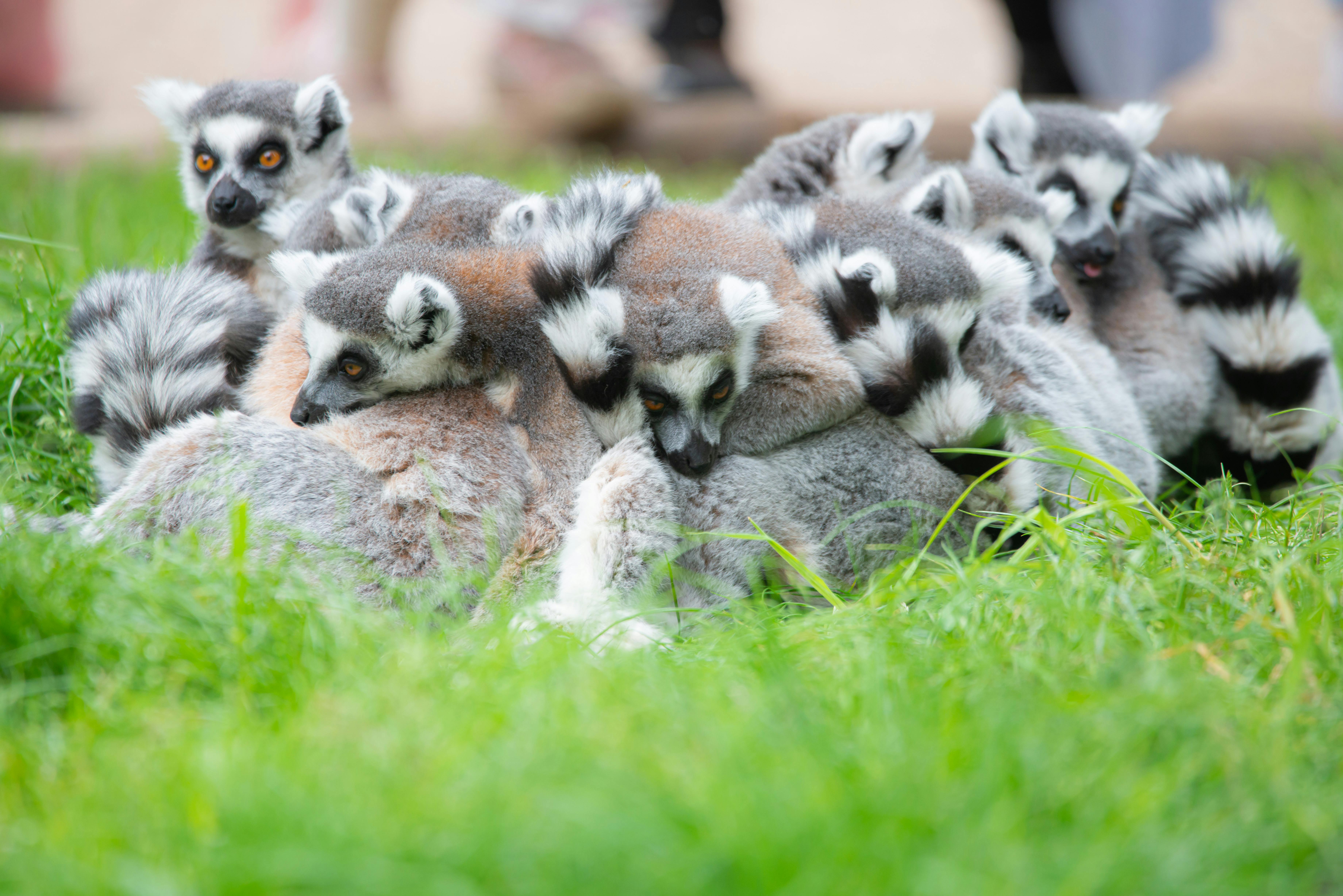 Photograph of Lemurs on the Grass · Free Stock Photo