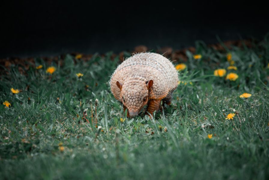 Nine Banded Armadillo Rdr2 Crafting and Cooking Tips