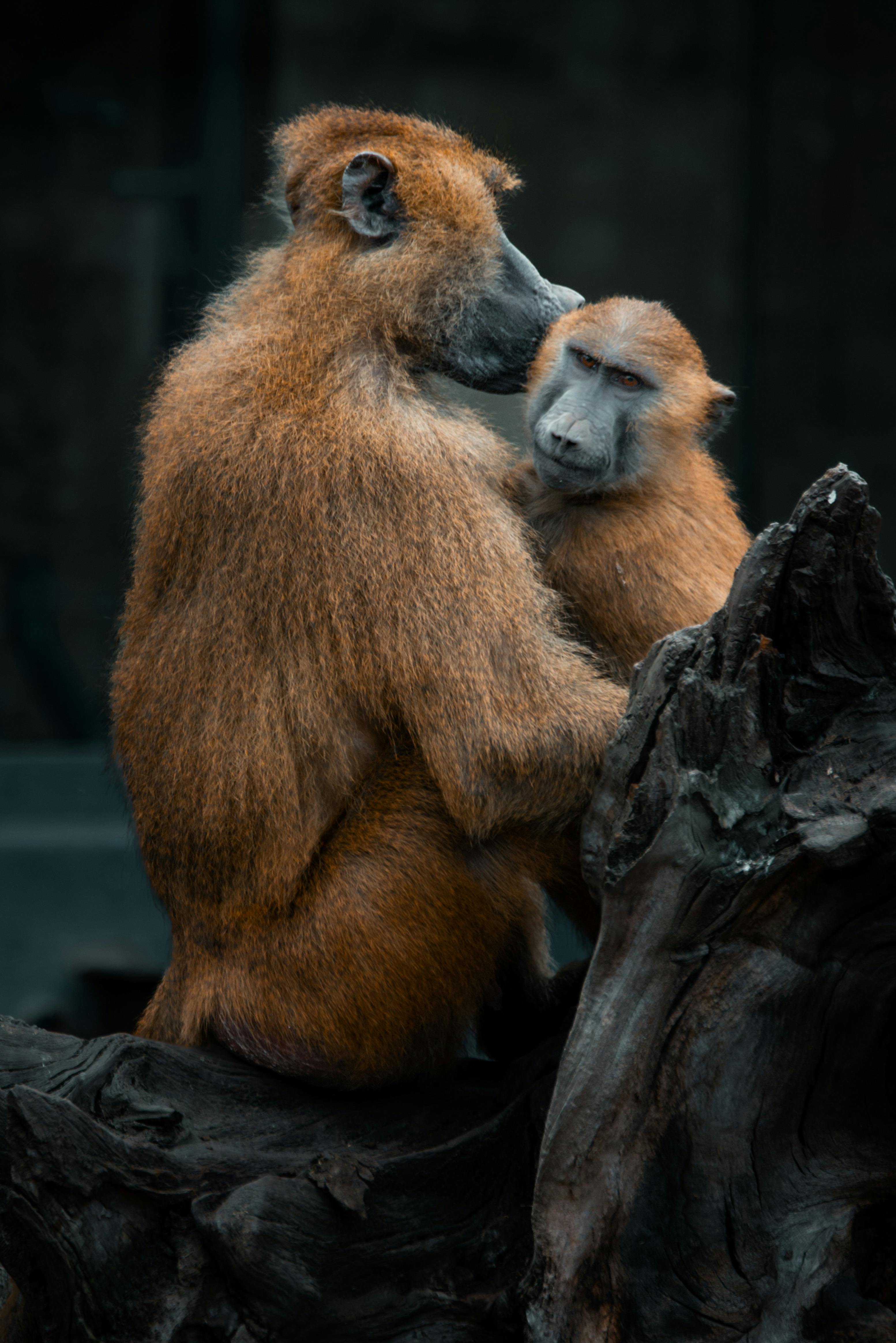 Foto gratuita di avvicinamento, babbuini, fotografia di animali ...