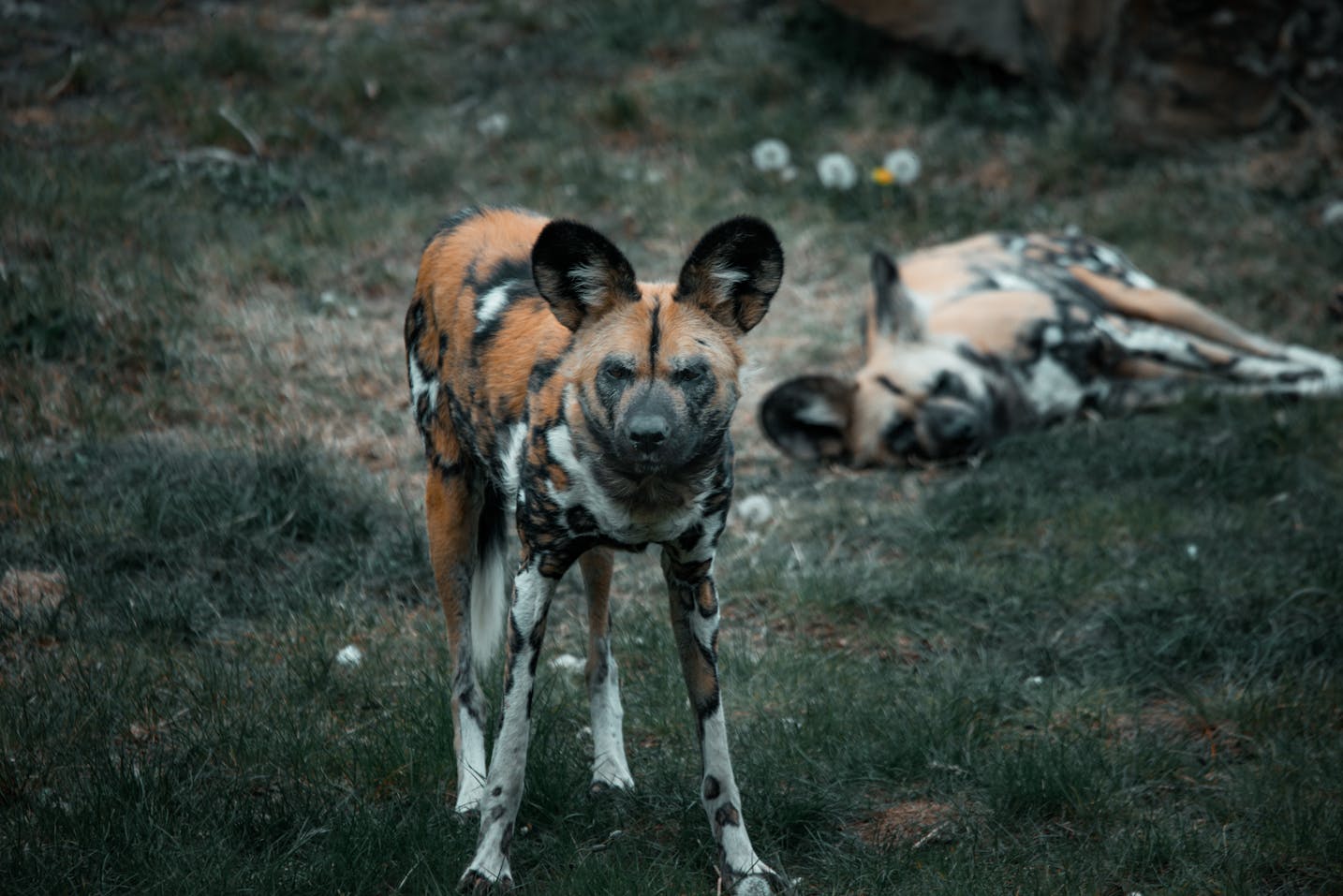 Wild Animals That Look Like Dogs: Facts & Conservation