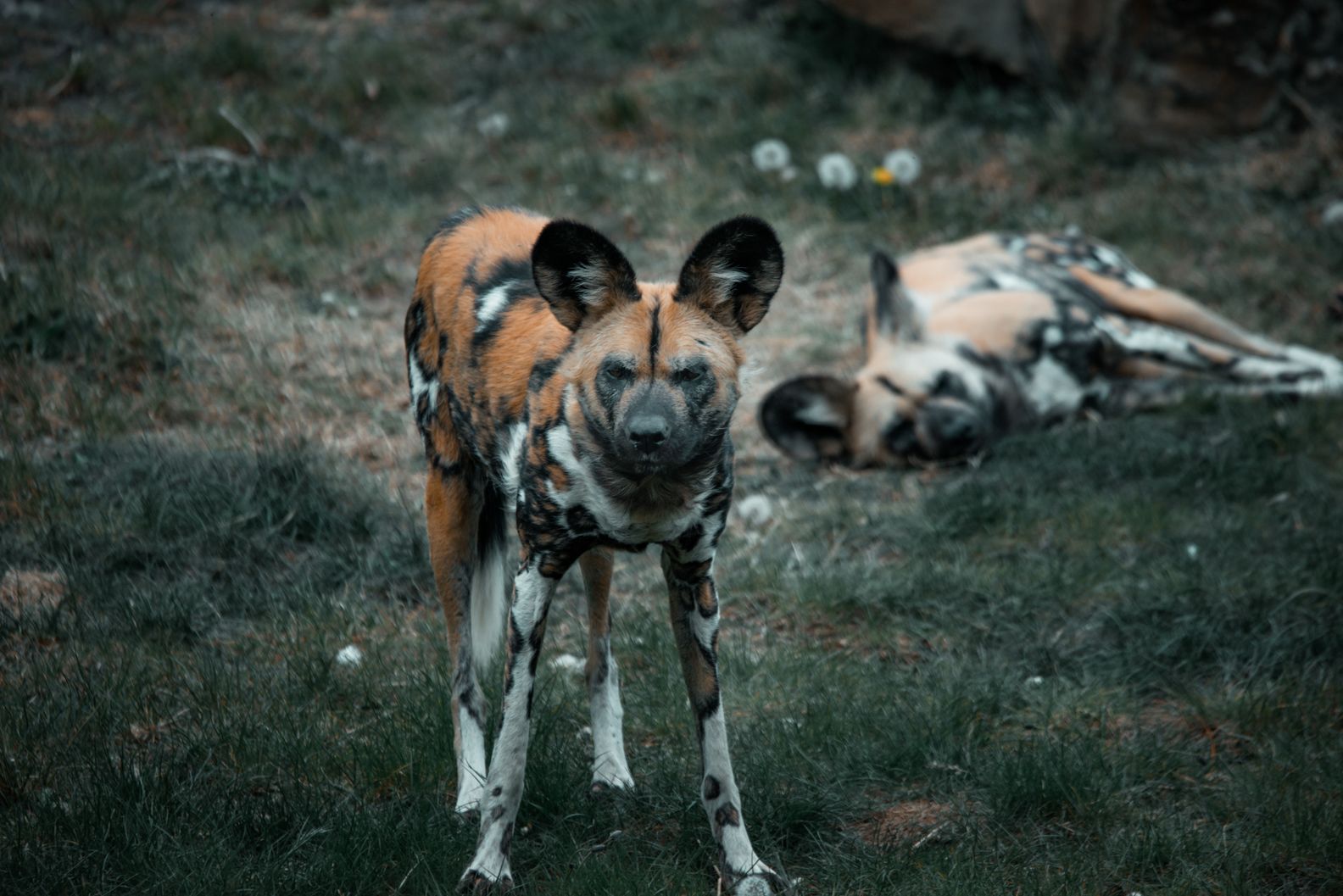 Wild Dog vs Domestic Dog: Key Differences Explained