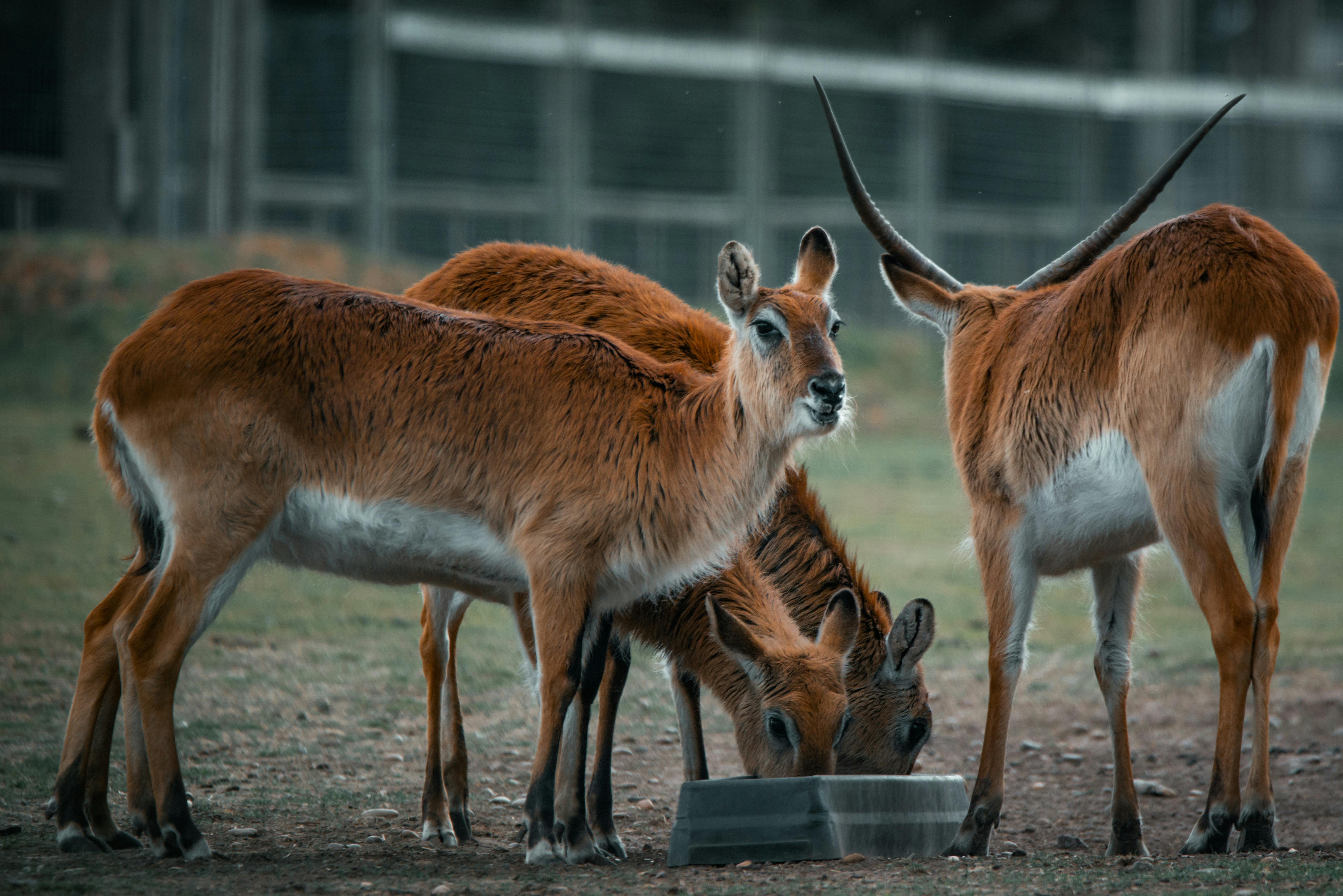 Photograph of Lechwes · Free Stock Photo