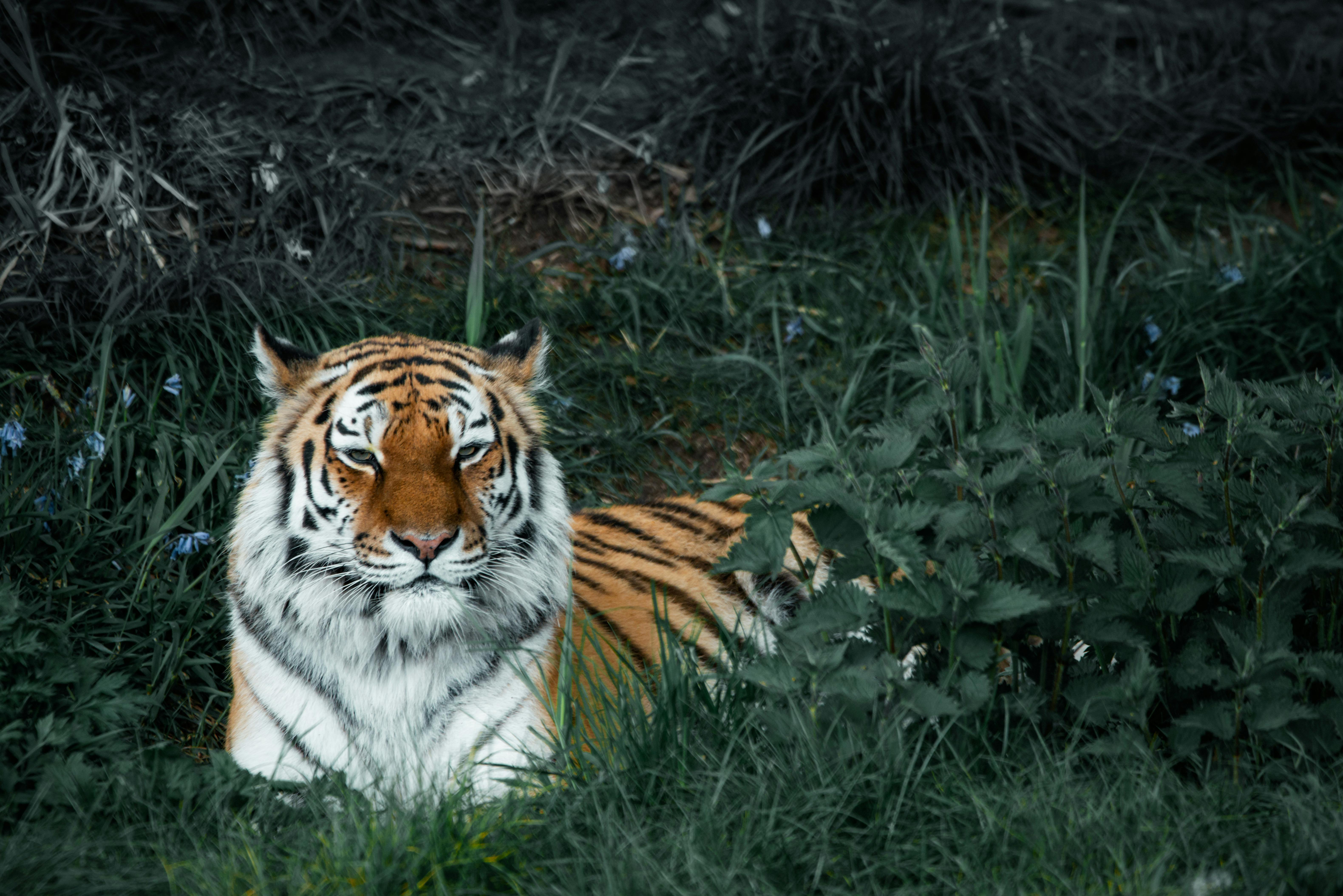 Tiger Lying Down · Free Stock Photo