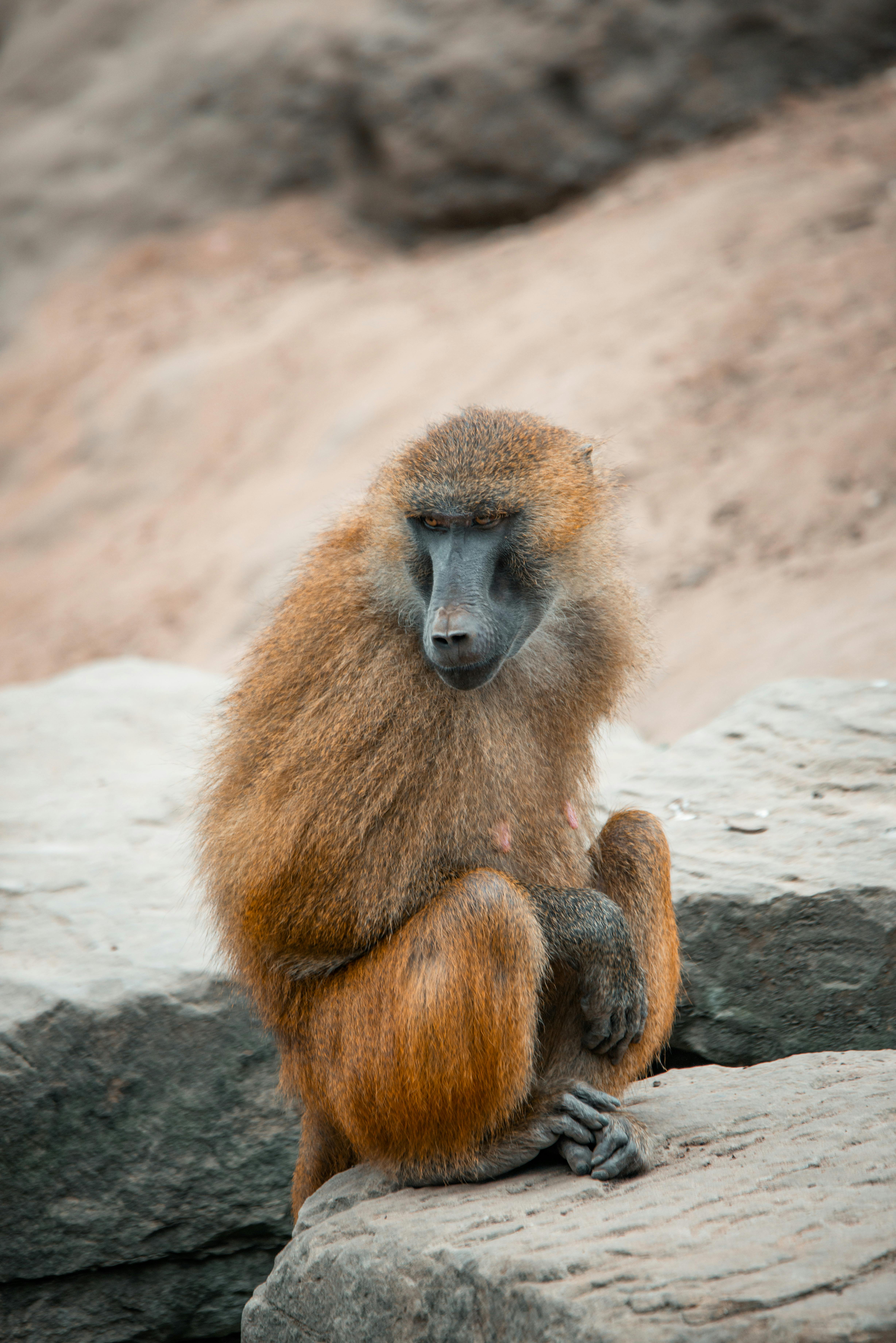 Close Up Photo of a Baboon · Free Stock Photo