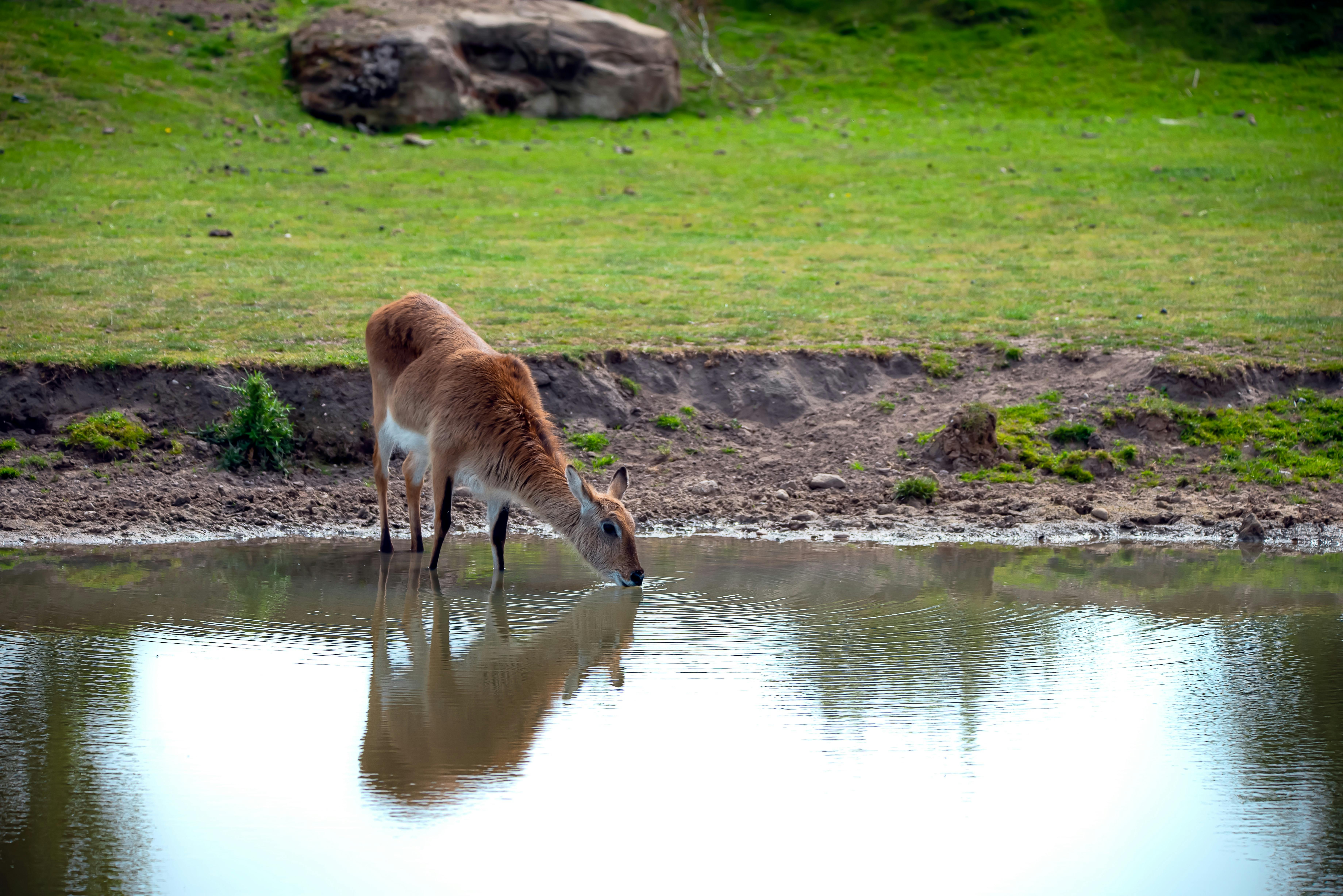 An Antelope Drinking Water · Free Stock Photo
