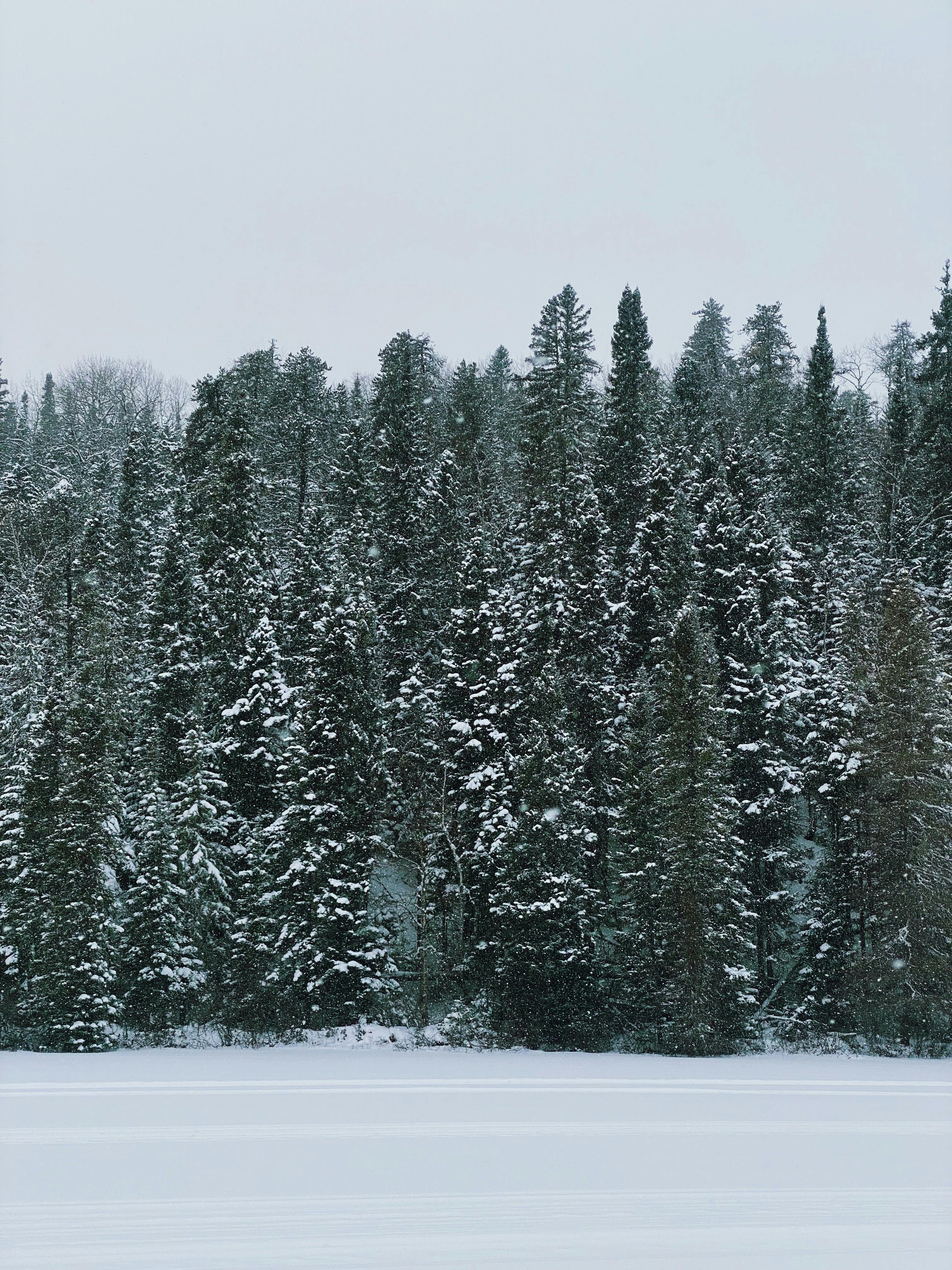 A Forest during Winter · Free Stock Photo