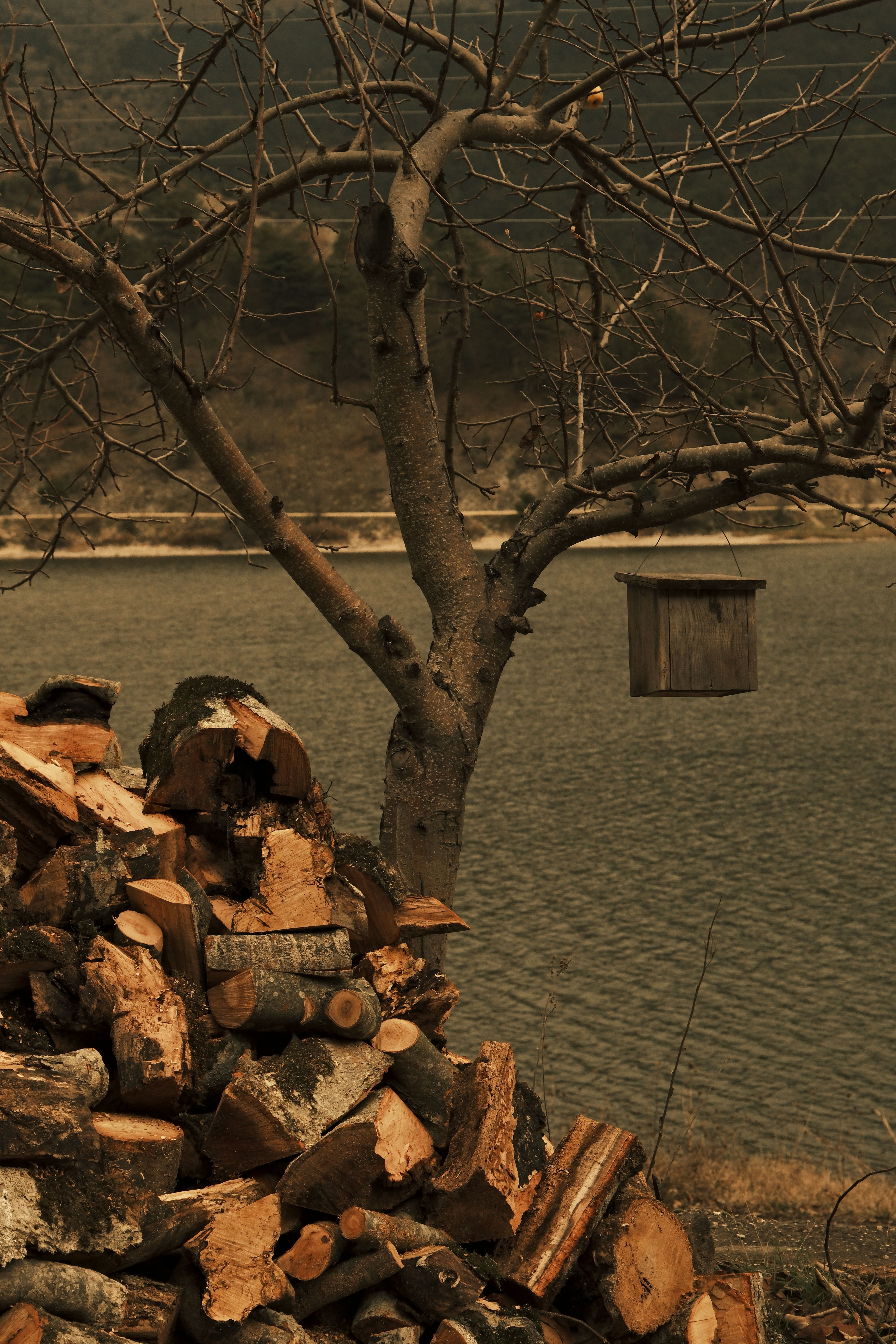 Logs and Tree on Lakeshore · Free Stock Photo