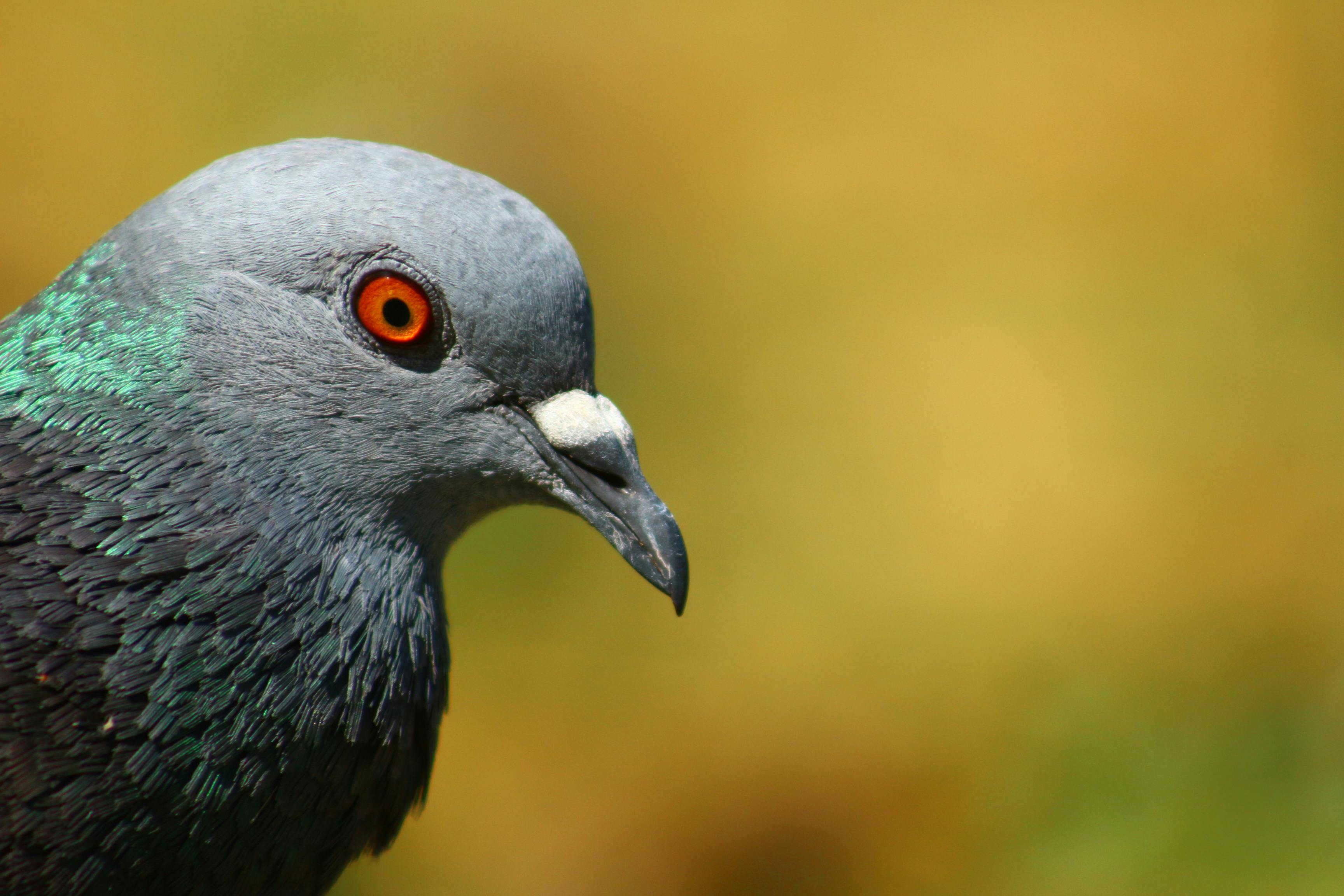 Musacan Eruygur - 摄影